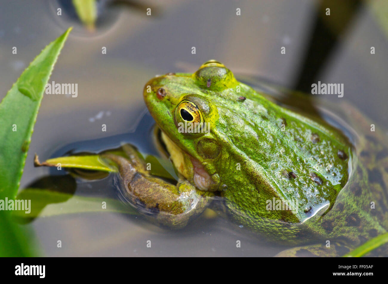 Pool frog (Pelophylax lessonae / Rana lessonae) close up in pond Stock ...