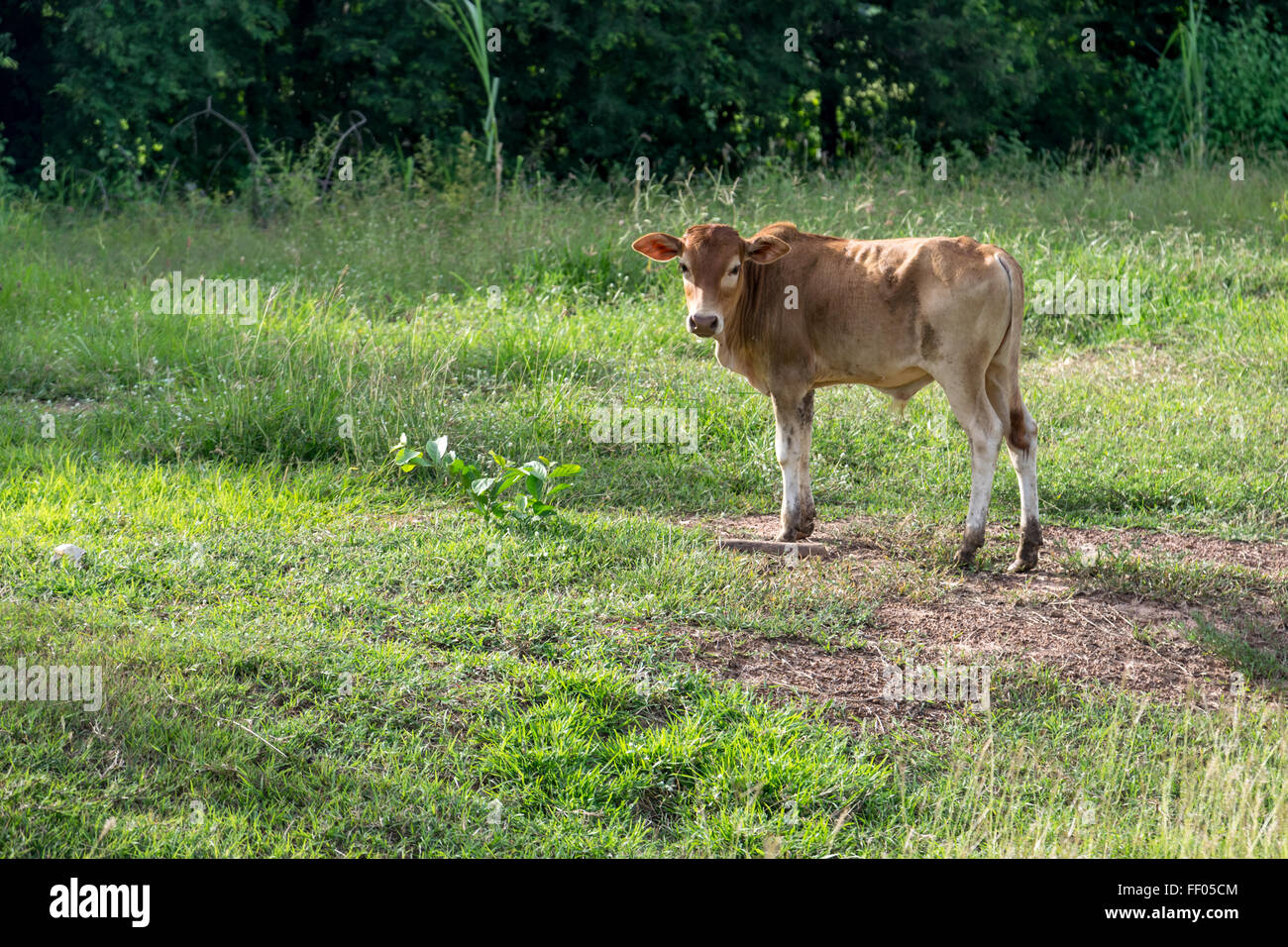 Baby blue bull hi-res stock photography and images - Alamy