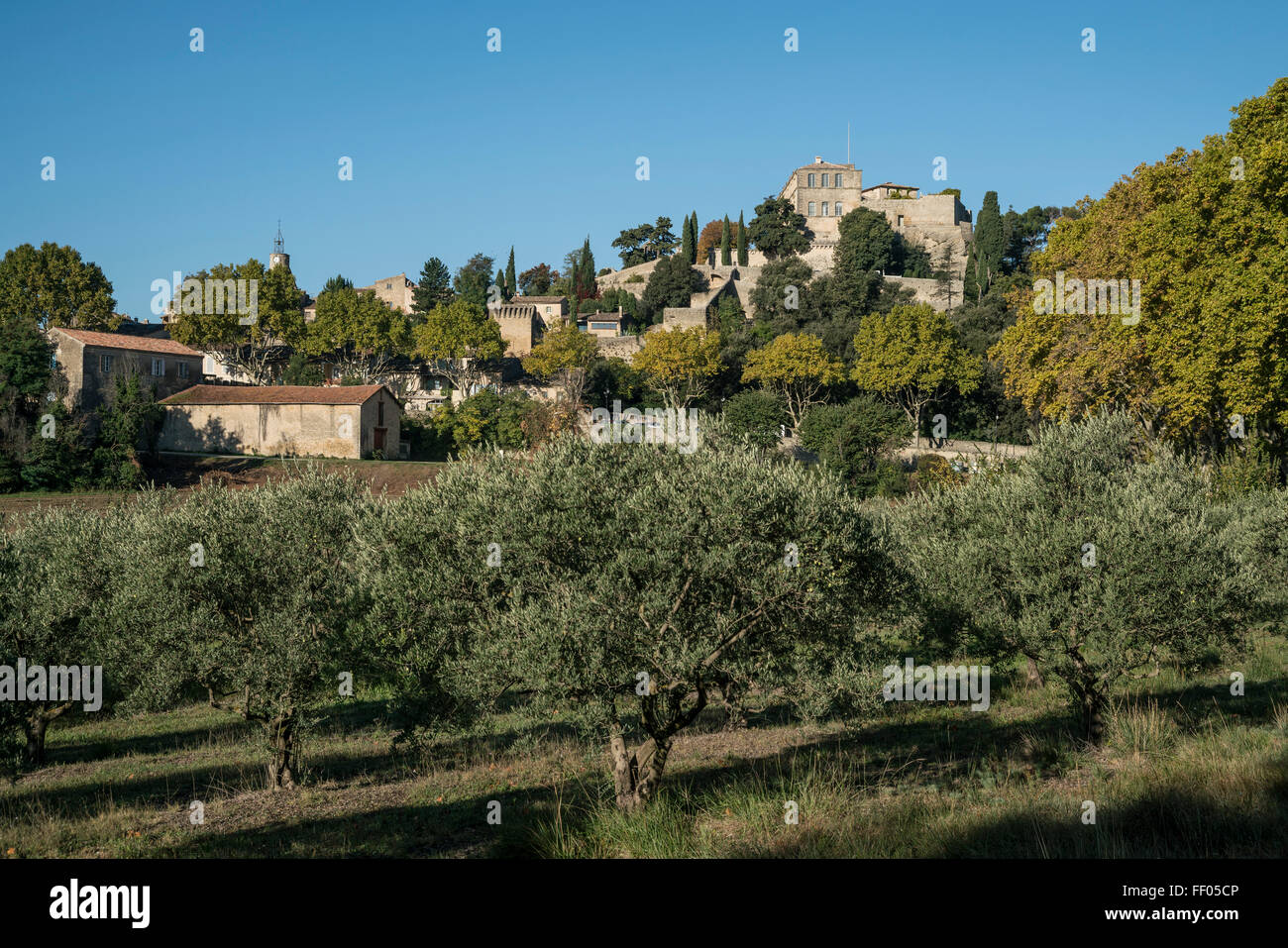 Olive trees, Natural Regional Park , Luberon, Ansouis, France, Vaucluse ...