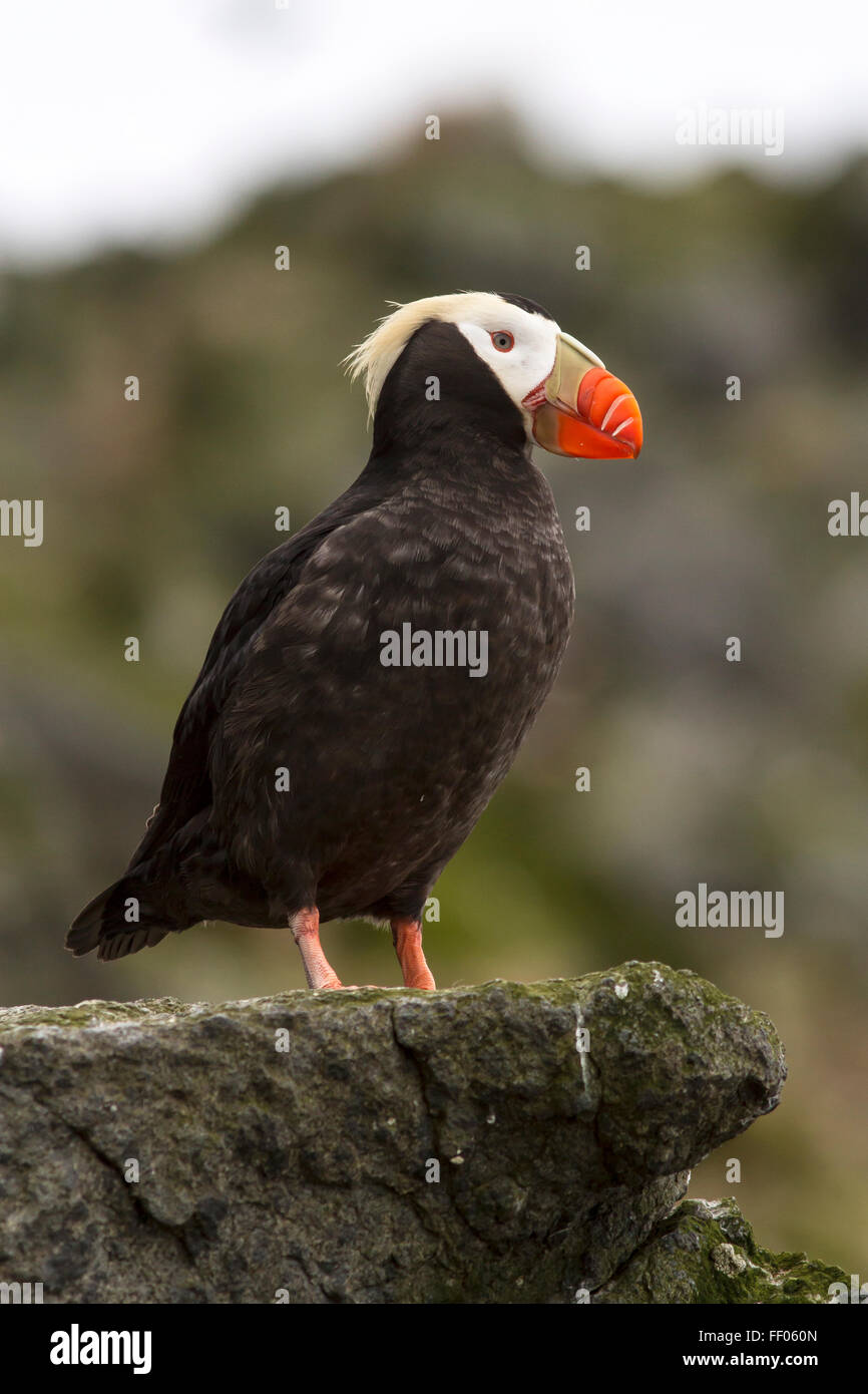 Pacific Puffin High Resolution Stock Photography and Images - Alamy