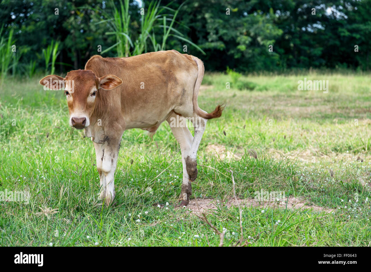 Baby brown bull on the farm Stock Photo - Alamy