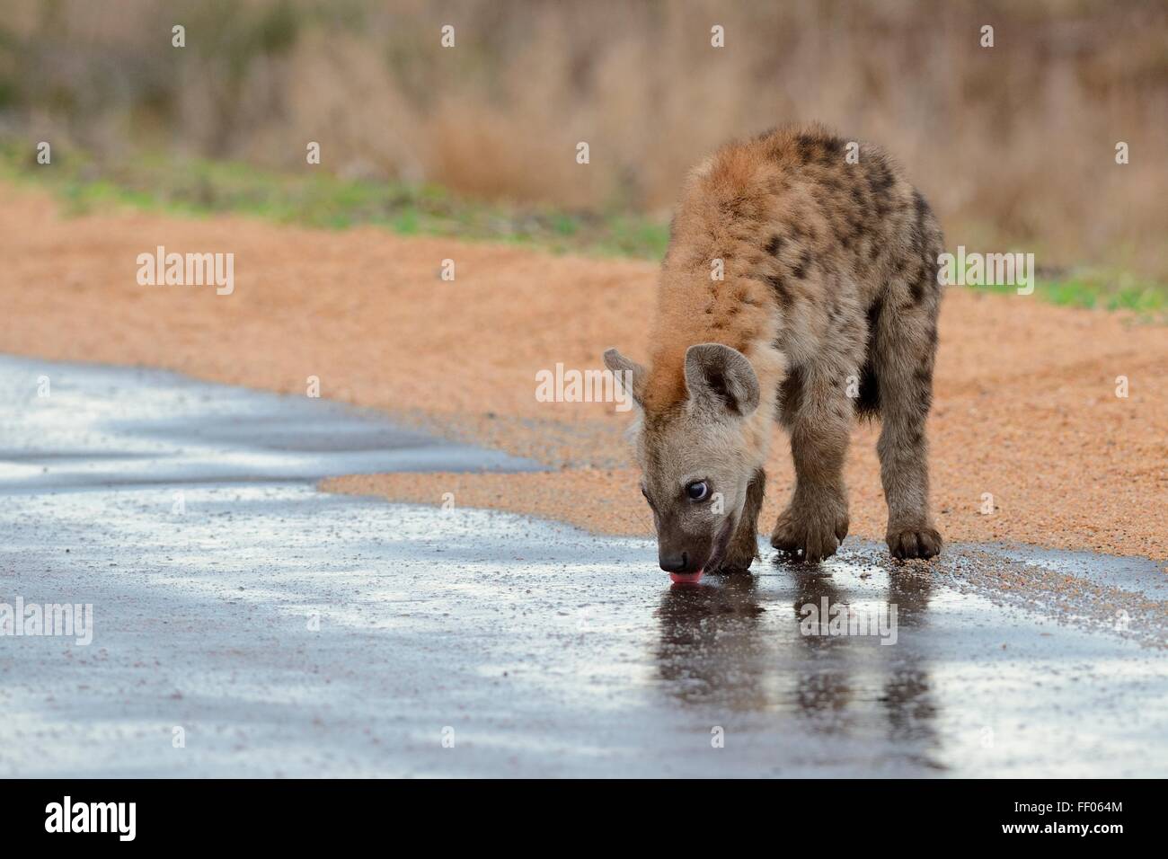 Spotted hyena (Crocuta crocuta) cub, drinking rainwater from wet road ...