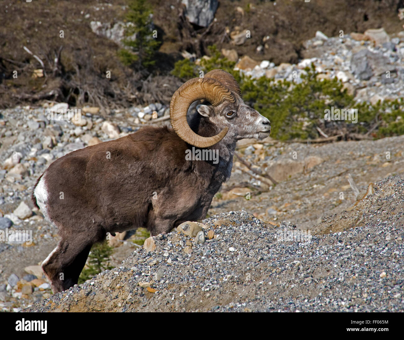 Big horn Sheep climbing a hillside. Natural summer Foliage in and ...
