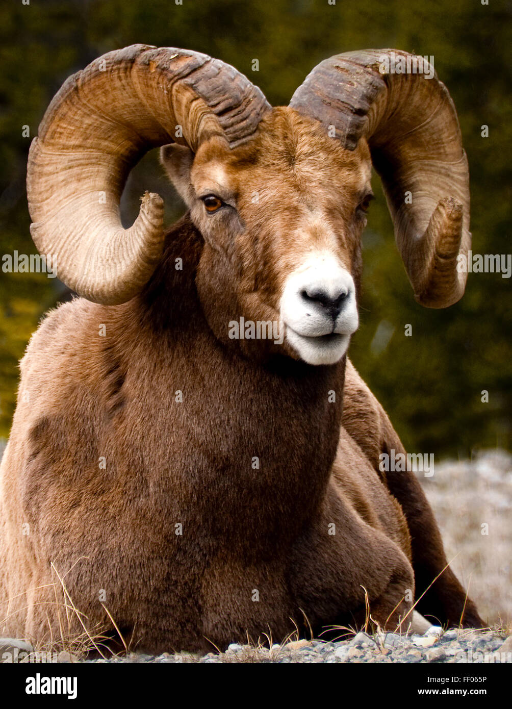 Big Horn Sheep resting Stock Photo - Alamy