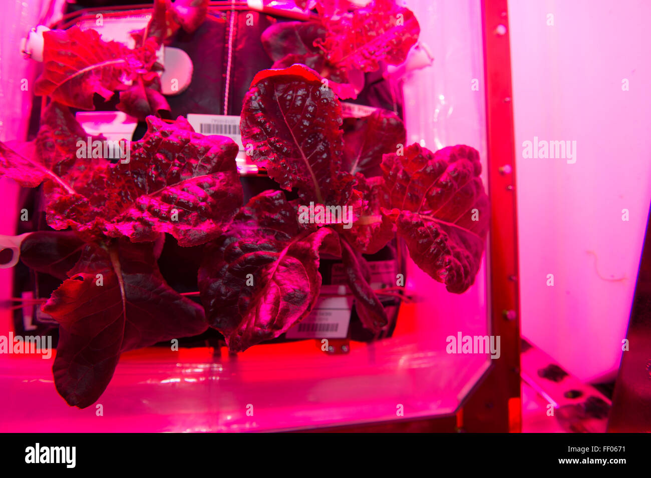 Outredgeous lettuce hi-res stock photography and images - Alamy