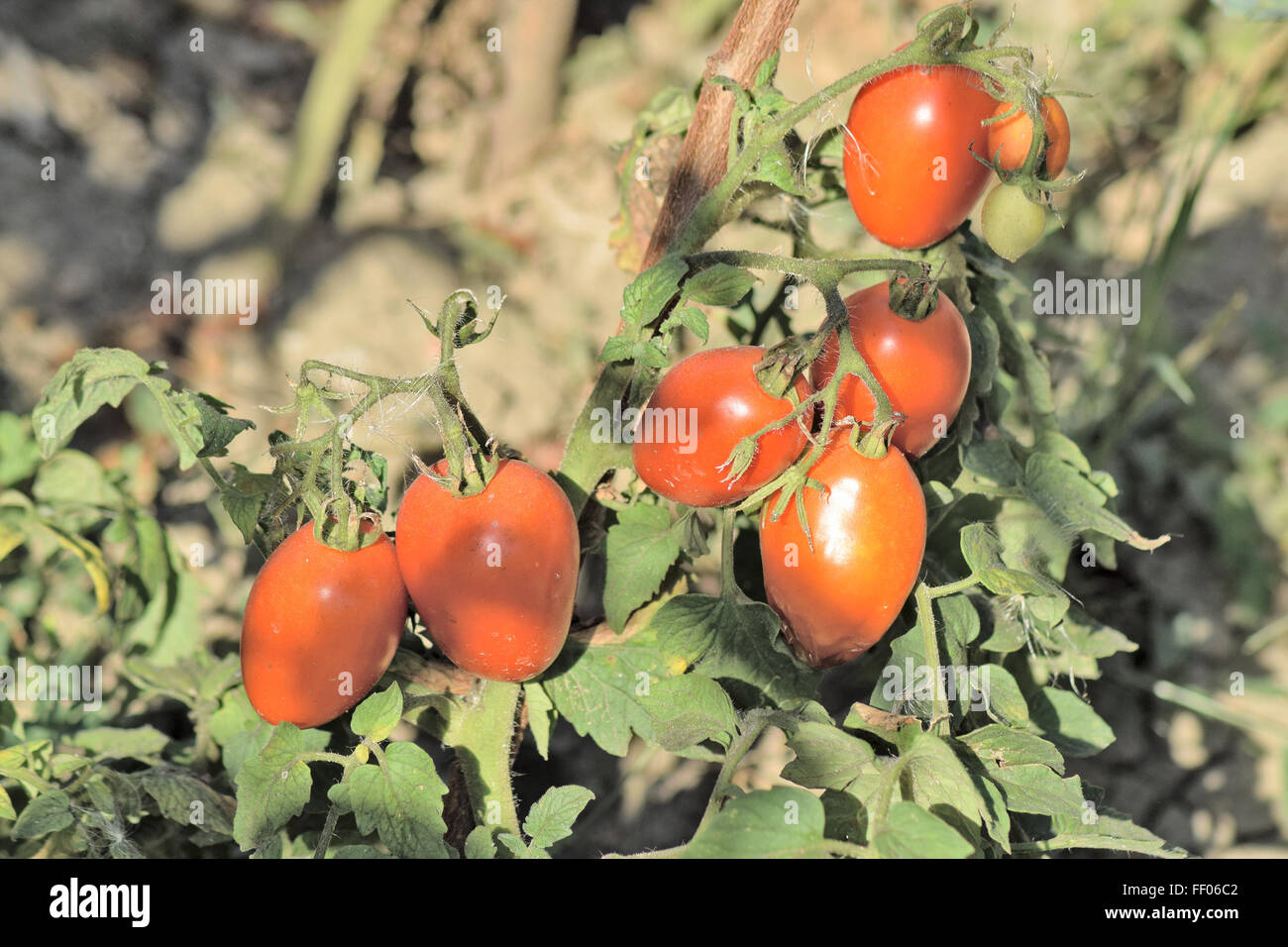 Tomatoes in the garden. Growing tomatoes in the garden land Stock Photo ...