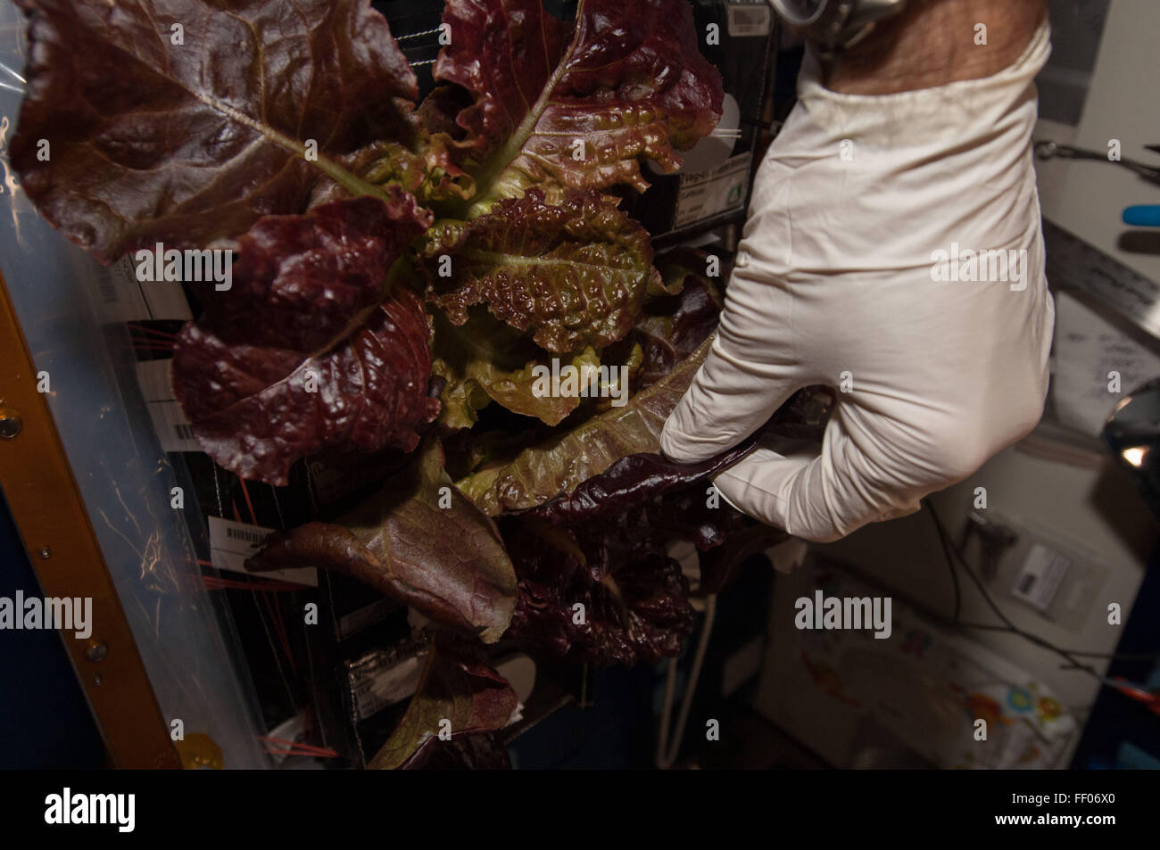 NASA conducts daily checks on the Veg-01 experiment aboard the ...