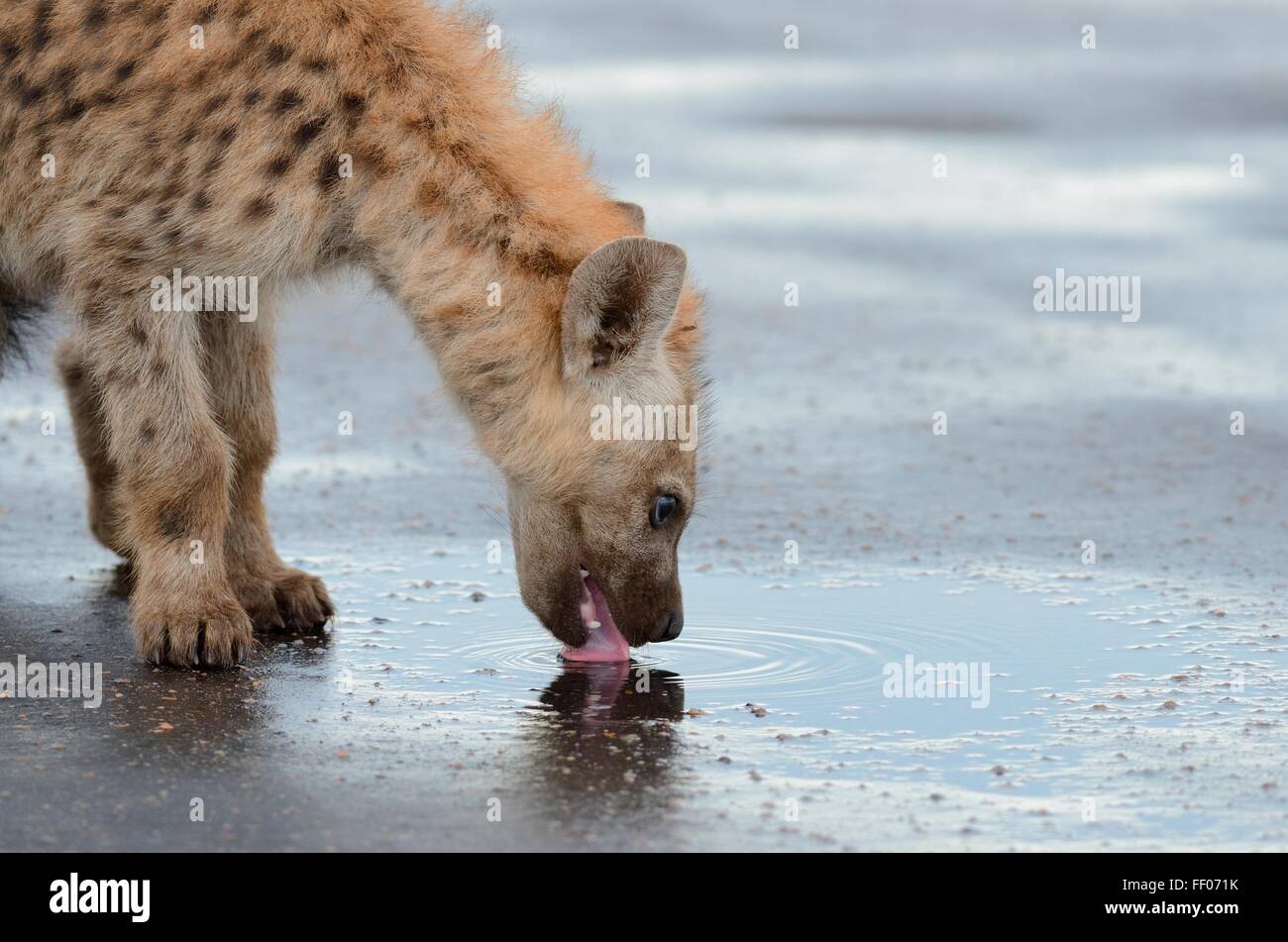 Spotted hyena (Crocuta crocuta) cub, drinking rainwater from puddle on ...