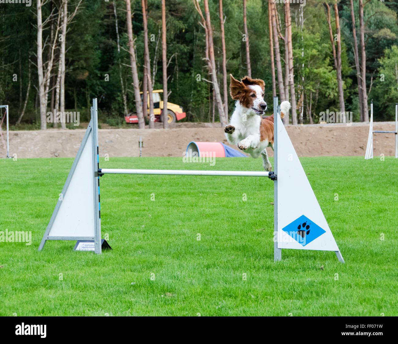 one competition in agility for dog and the dog is realy happy Stock ...