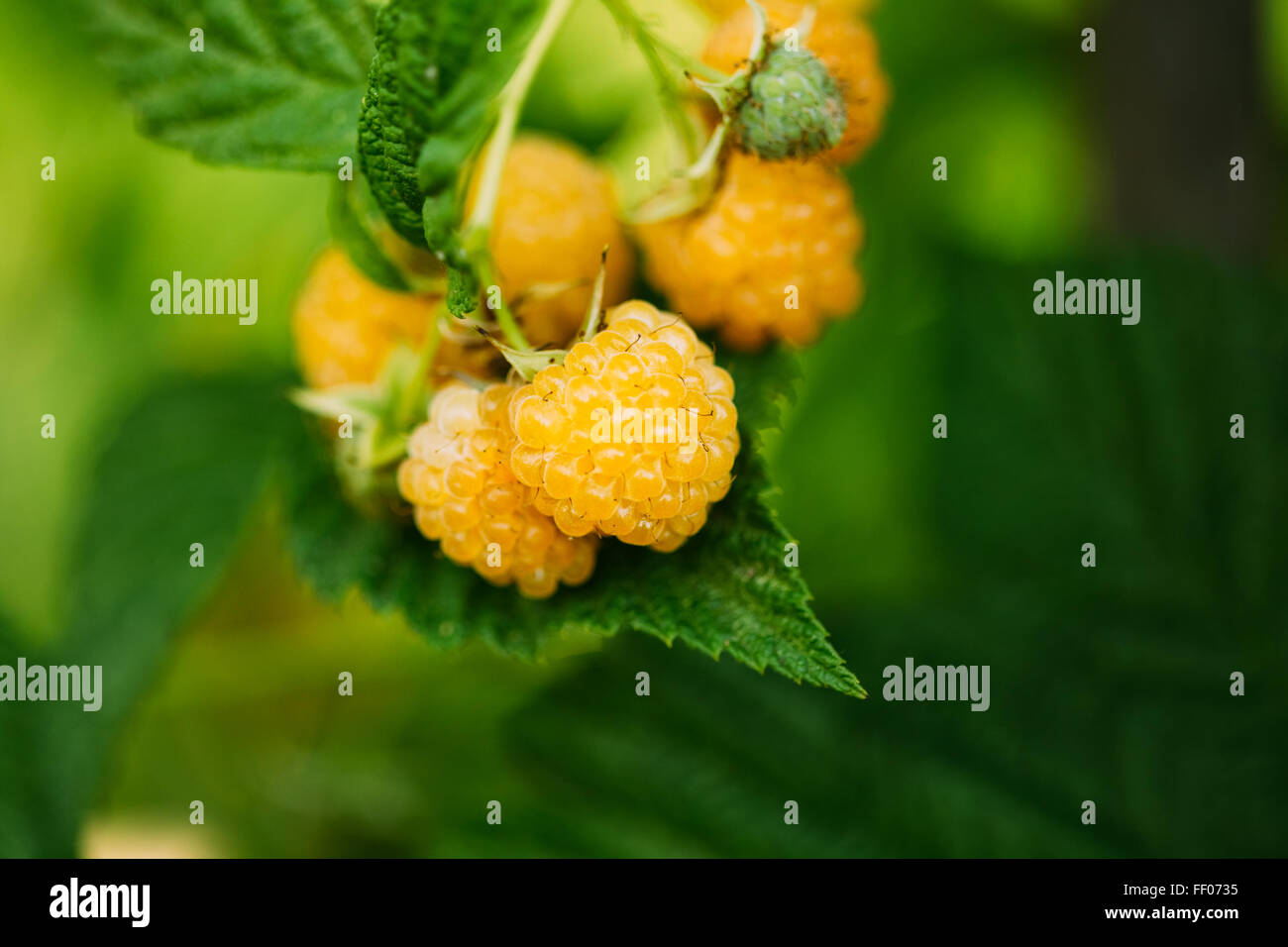 Yellow Raspberries. Growing Organic Berries Closeup. Ripe Raspberry In ...