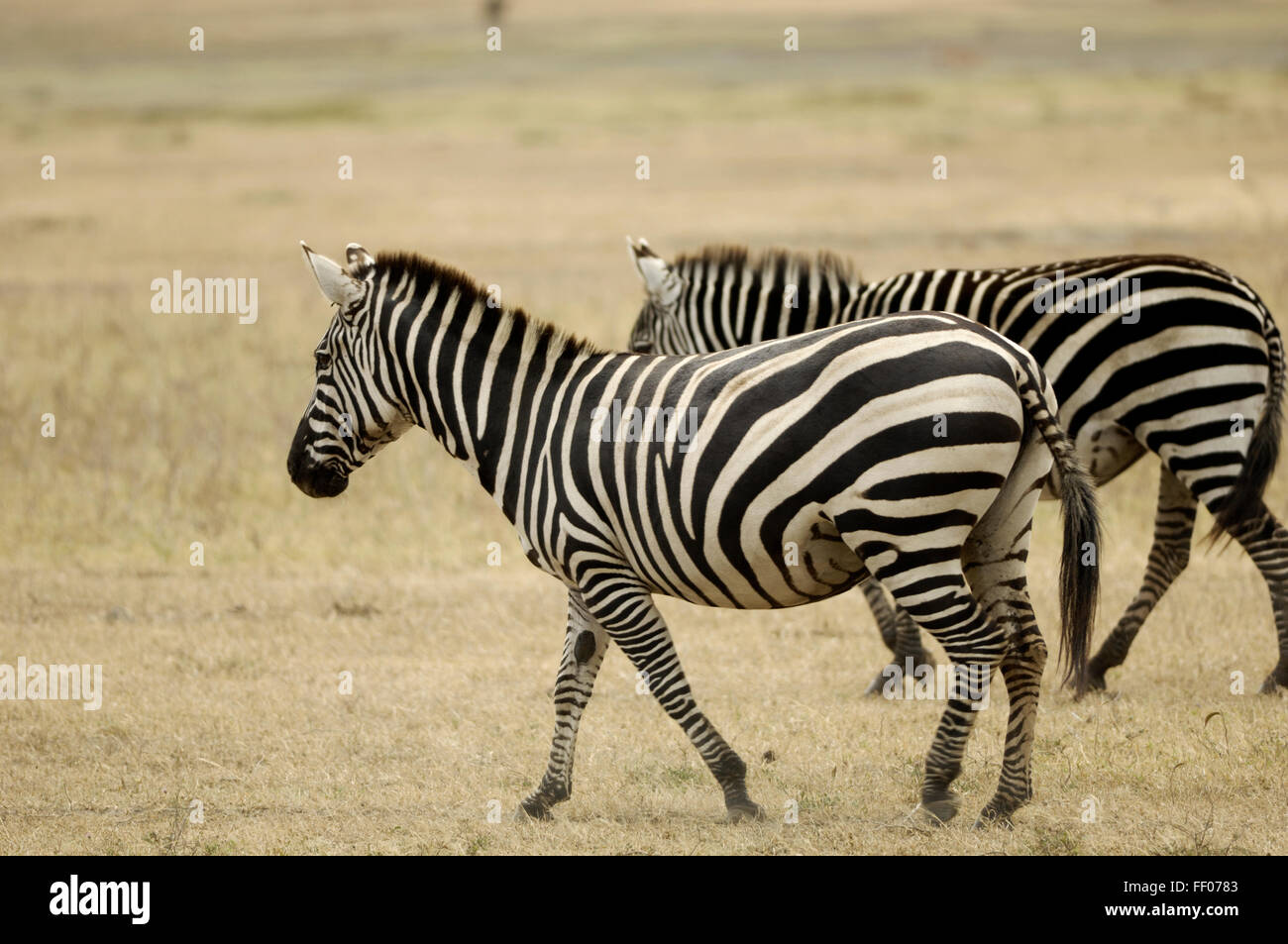 Zebra in Ngorongoro crater Stock Photo - Alamy