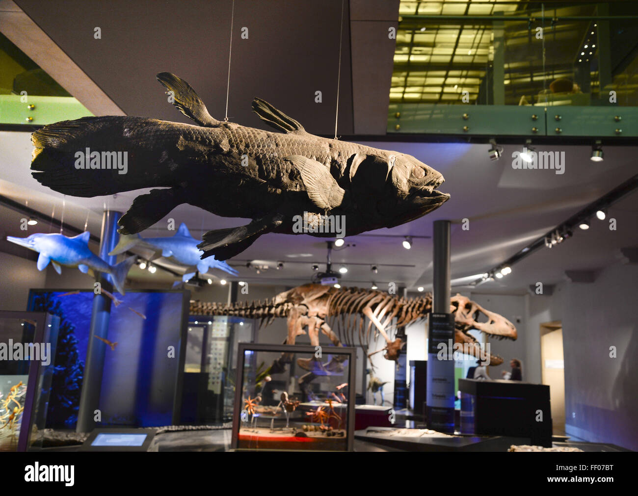 The Great North Museum: Hancock ground floor in Newcastle Stock Photo ...