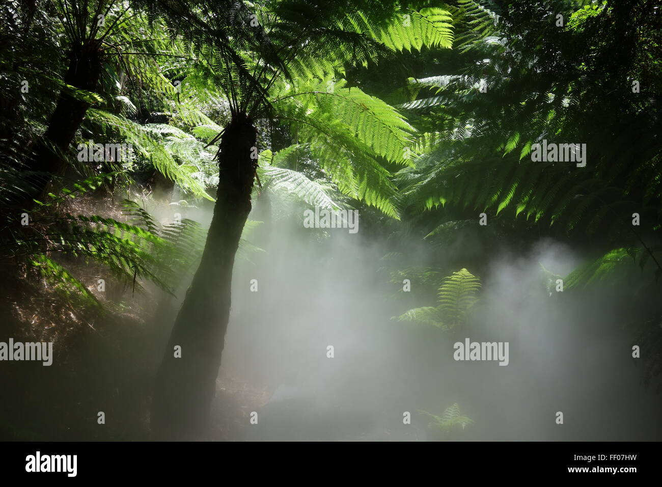 TREE FERN IN THE JUNGLE Stock Photo - Alamy