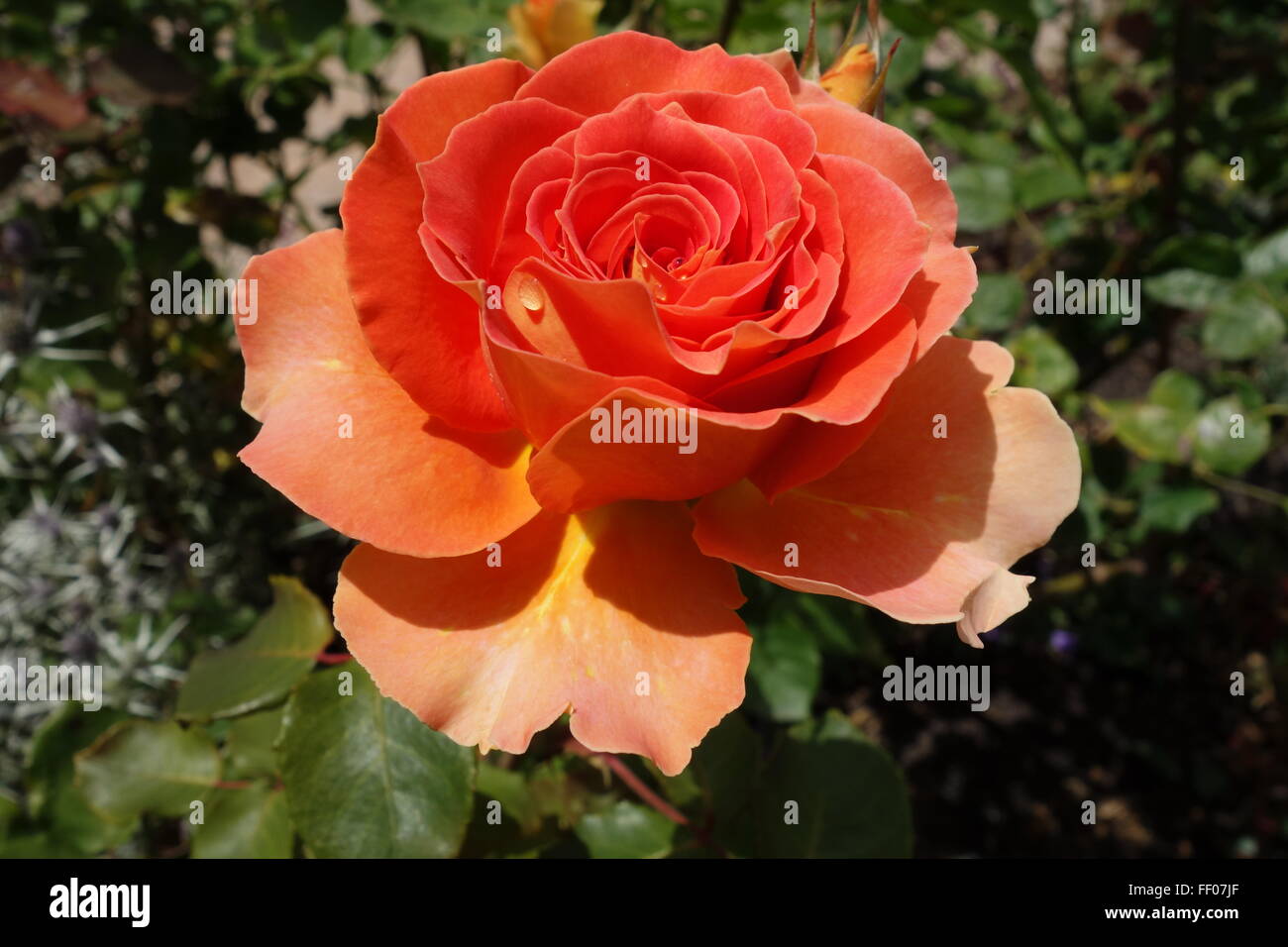 Perth rose hi-res stock photography and images - Alamy