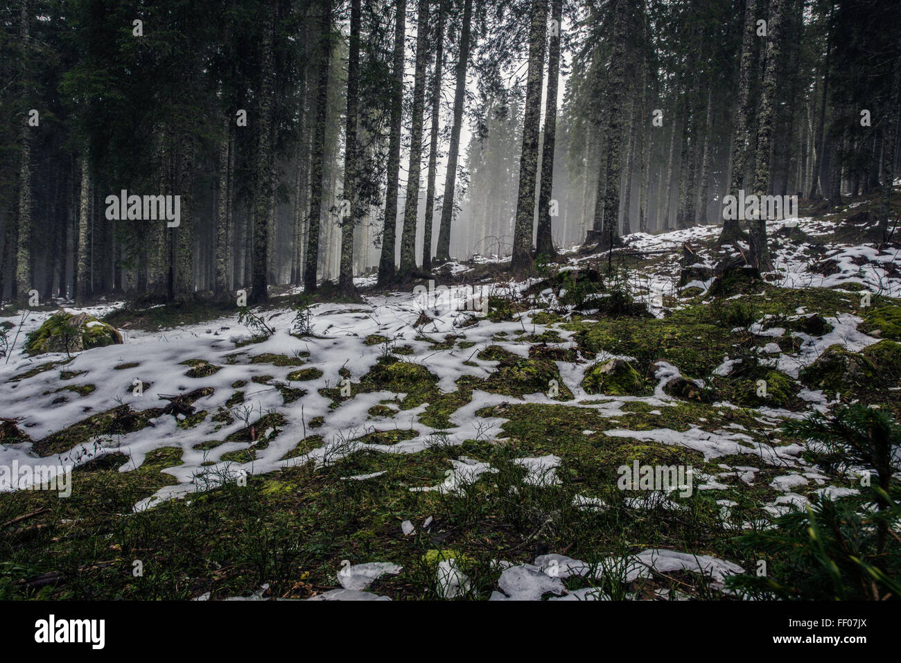 Ground ice covers the forest floor, creating a shimmering, frosty ...
