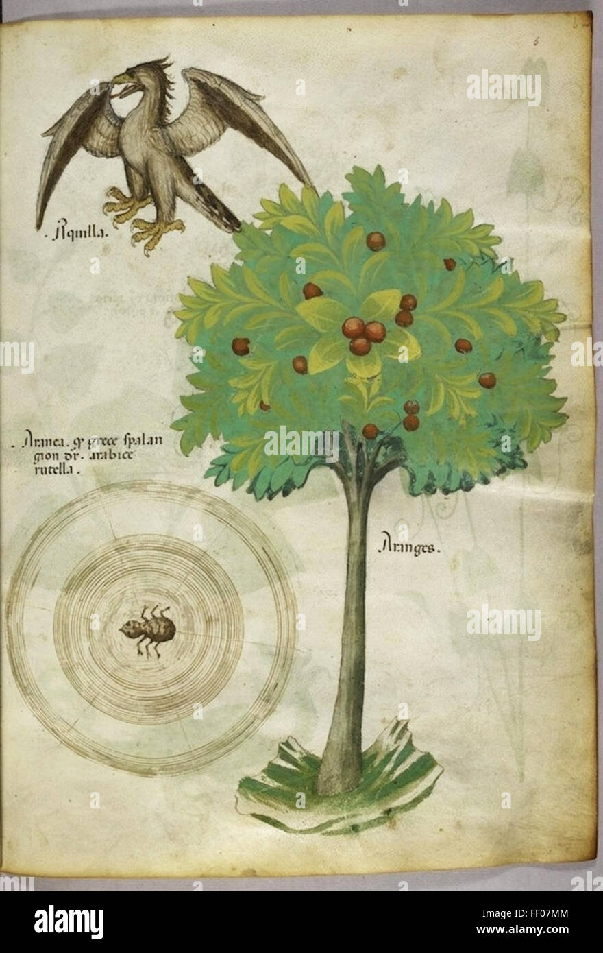 An illustration from the medieval botanical manuscript *Tractatus de ...