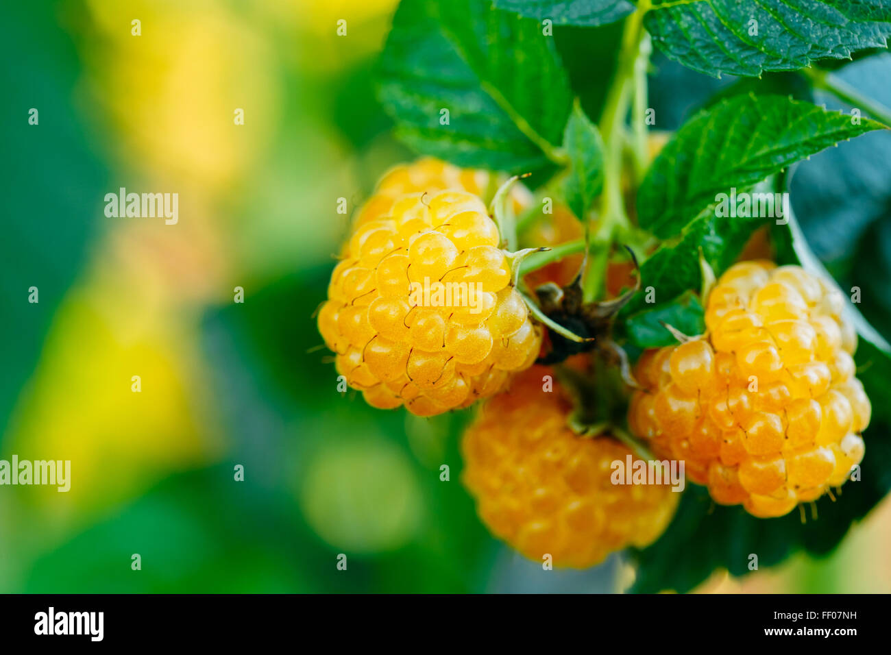 Yellow Raspberries. Growing Organic Berries Closeup. Ripe Raspberry In ...
