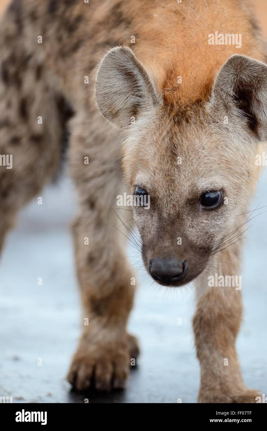 Spotted hyena (Crocuta crocuta) cub, standing on wet road after rain ...