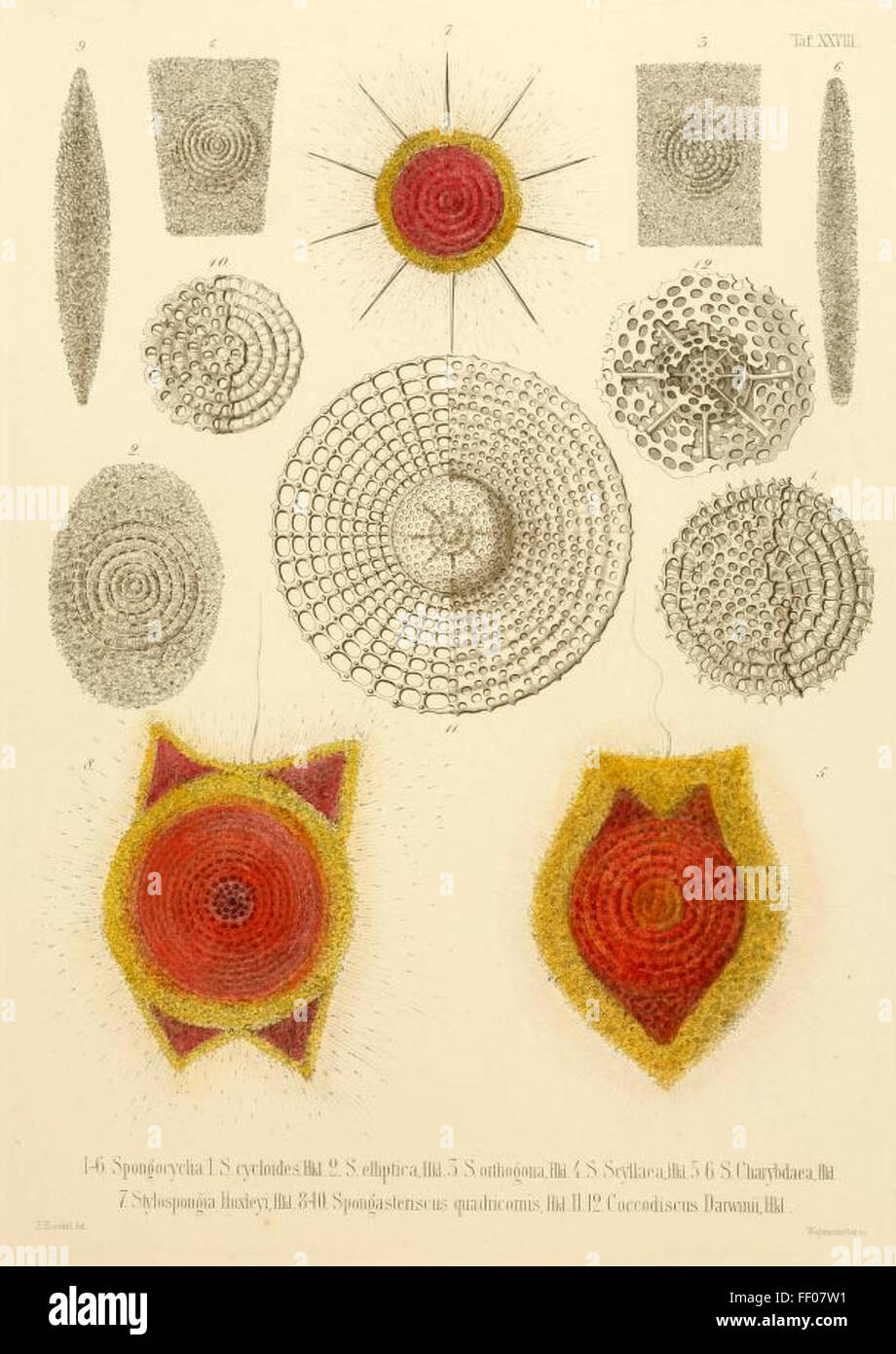 An illustration from Ernst Haeckel’s 'Radiolaria,' showcasing the ...
