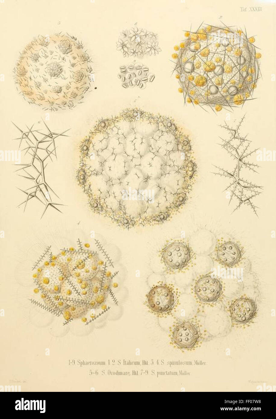 An intricate illustration from Ernst Haeckel's Radiolaria, depicting ...