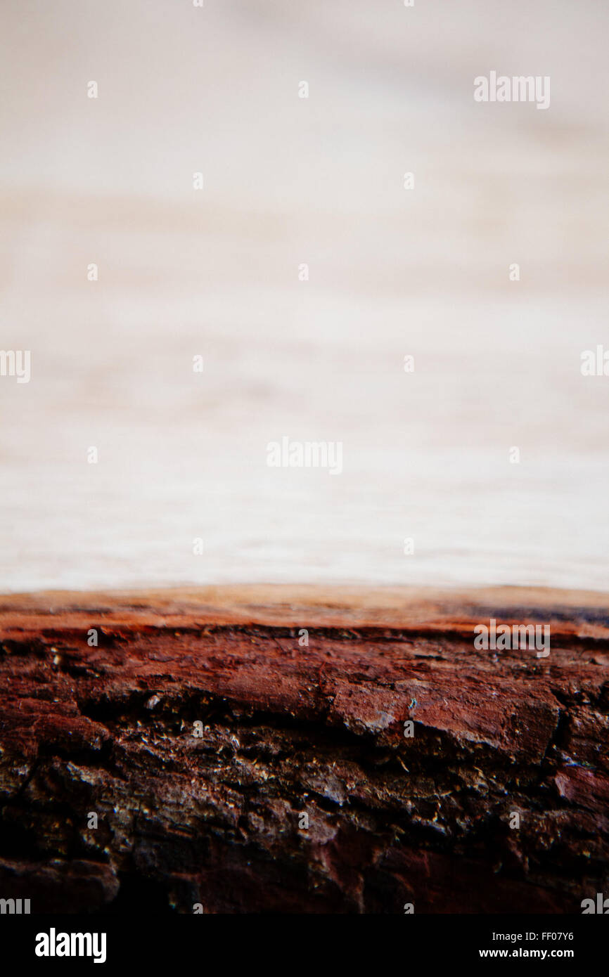 A close-up of textured tree bark with a sandy beach in the background ...