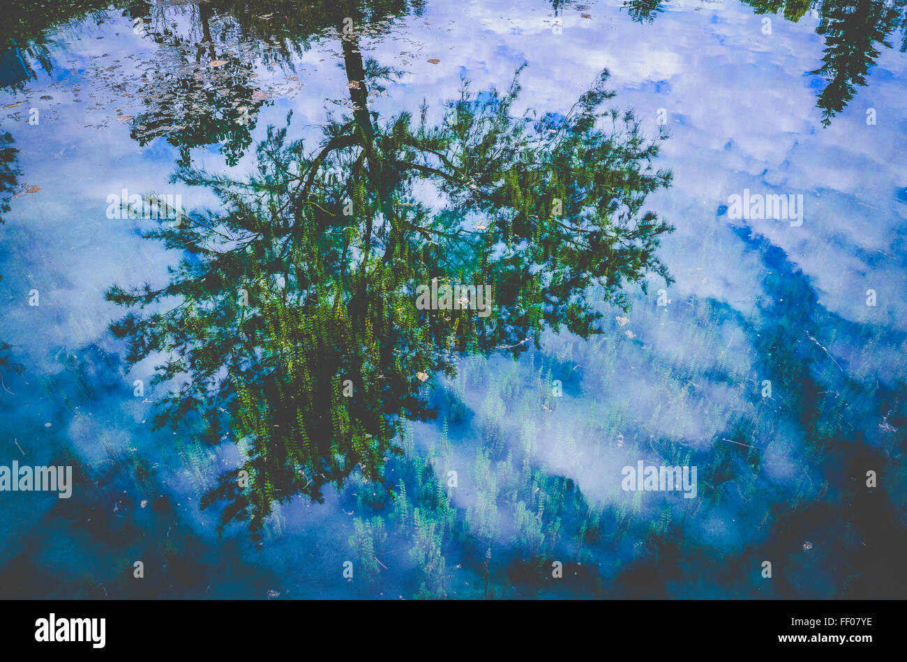 A tree is reflected in the still water of a pond. The reflection ...