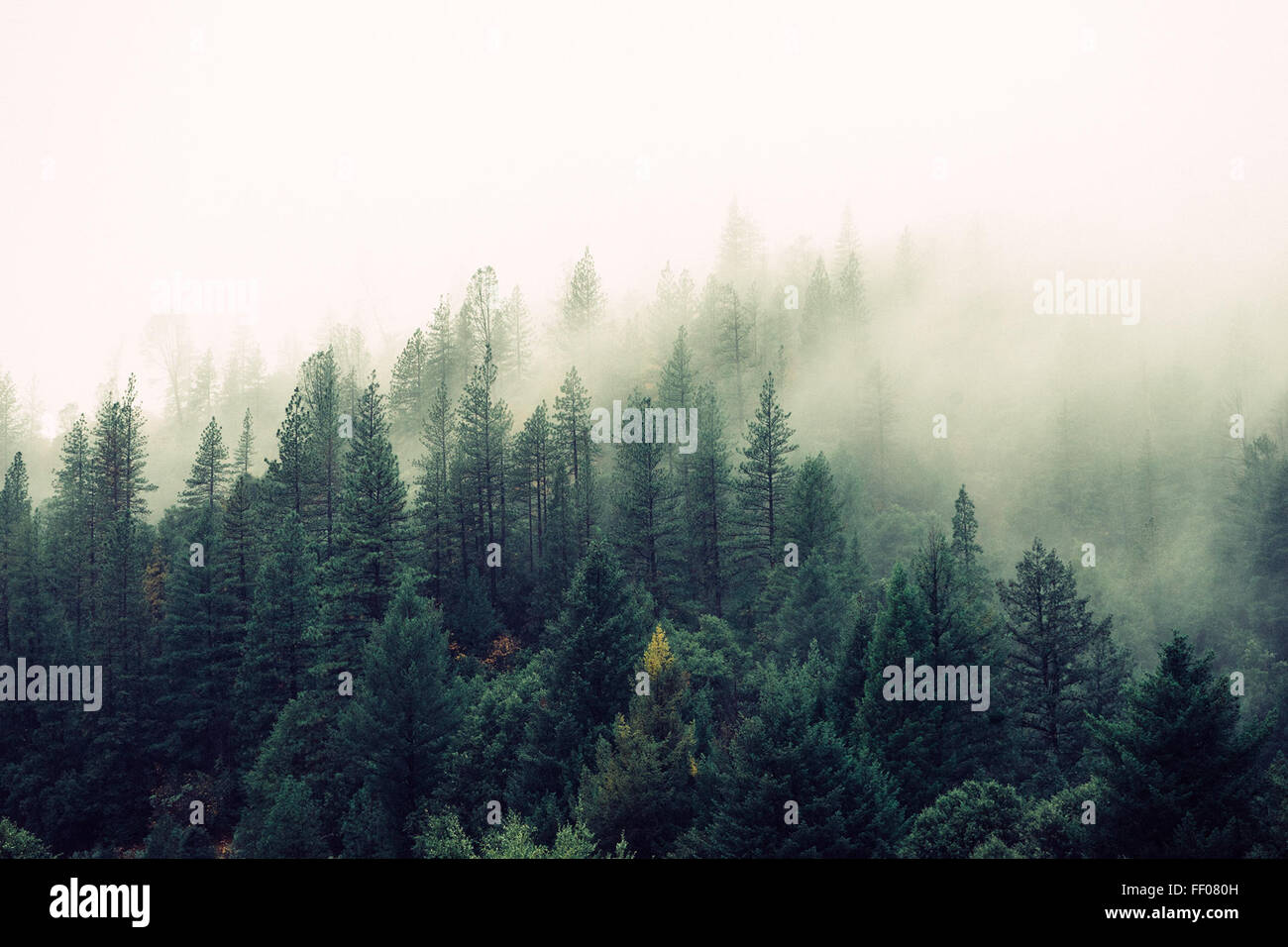 A serene mist-covered forest, where trees fade into a soft fog ...