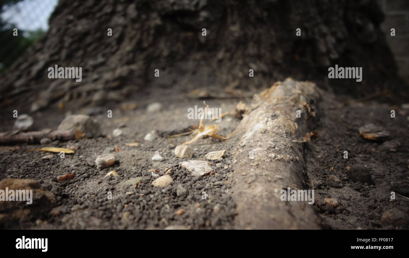 A close-up image of a tree root embedded in the soil. The root is shown ...