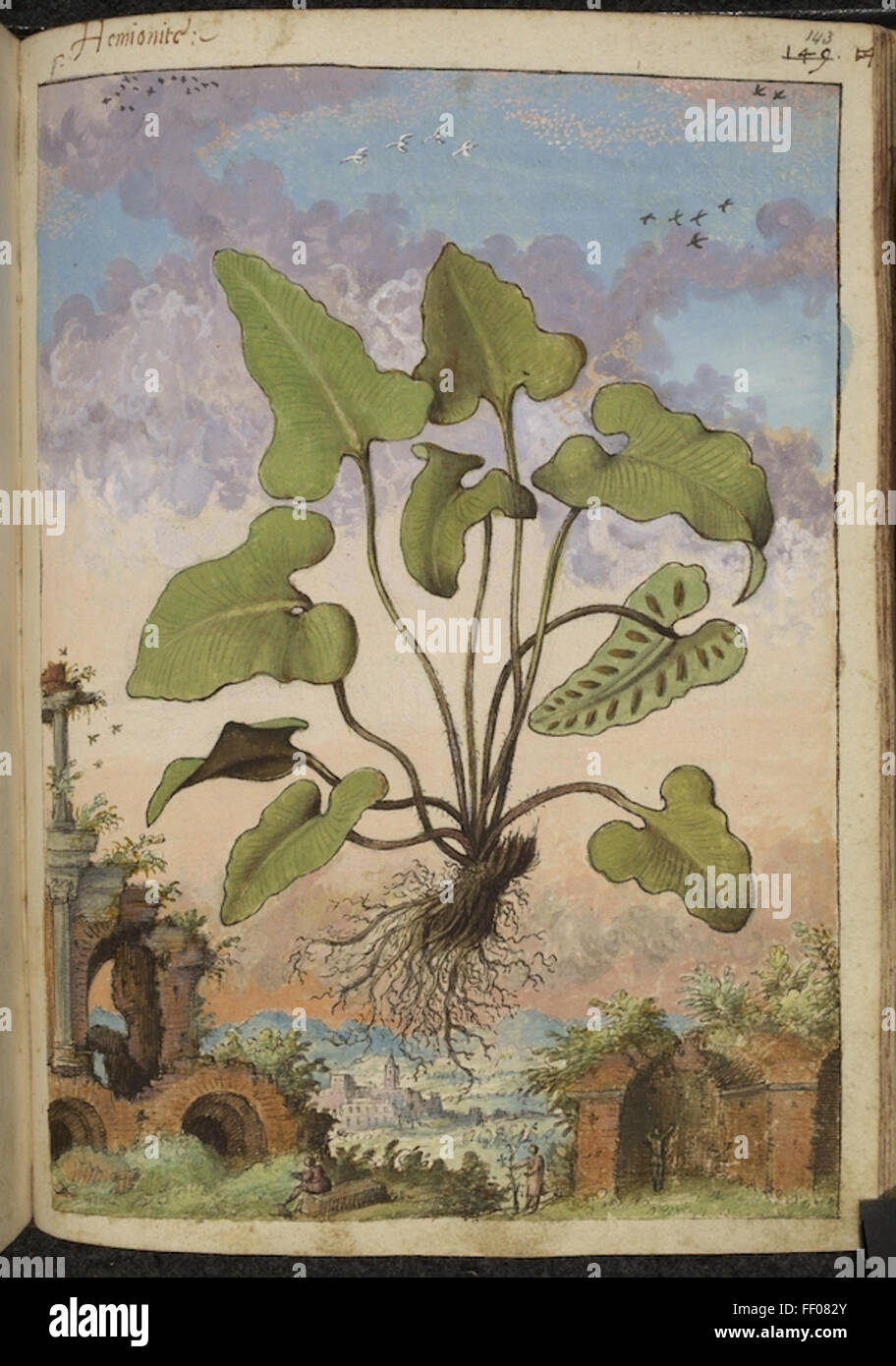 A watercolor illustration from Pedanius Dioscorides’s *De Materia ...