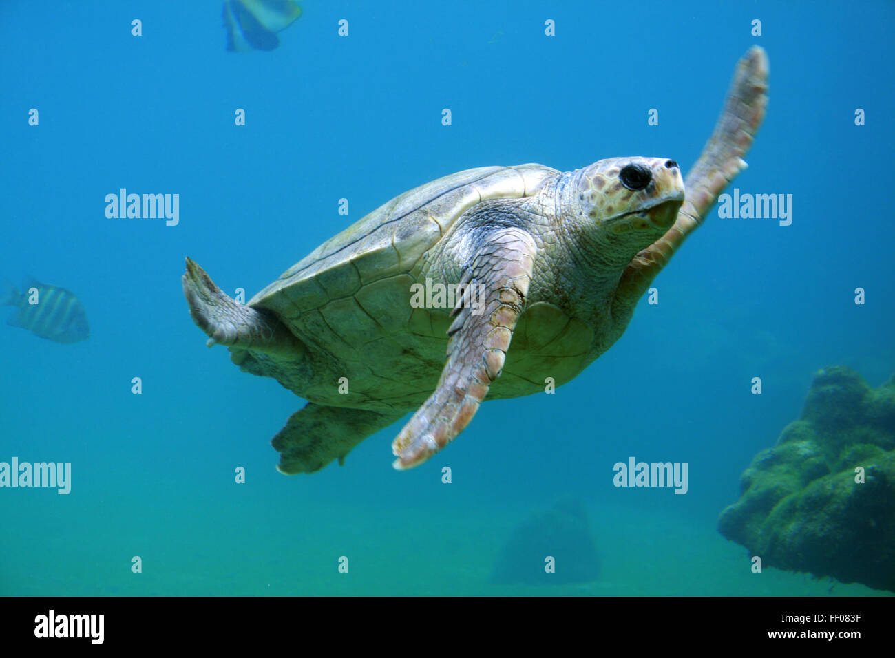 A sea turtle swimming gracefully through clear ocean waters. Its large ...