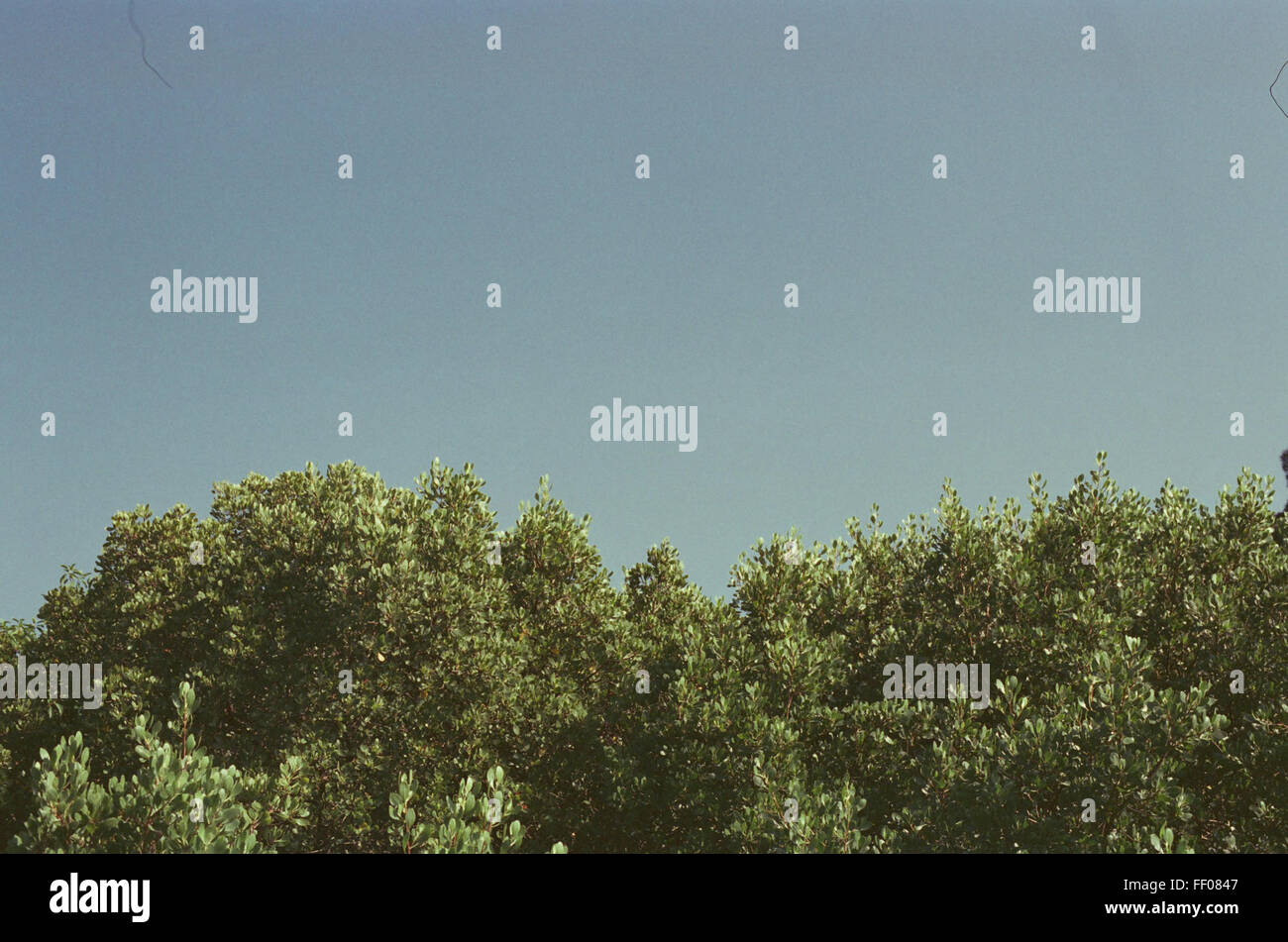 A clear view of tree tops against a bright blue sky, highlighting the ...