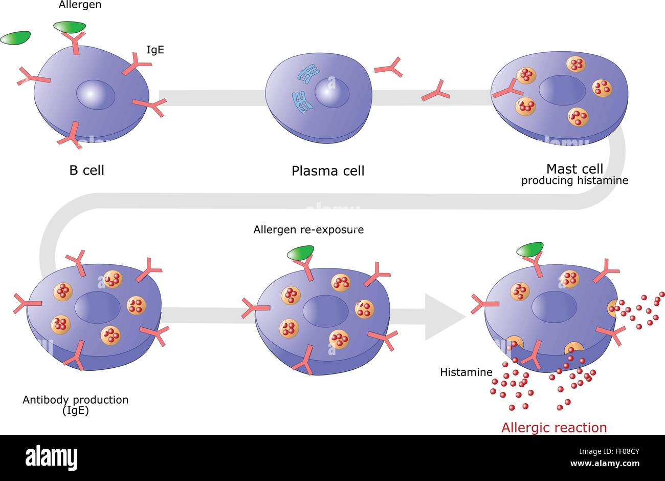 Histamine reaction Stock Vector Images - Alamy