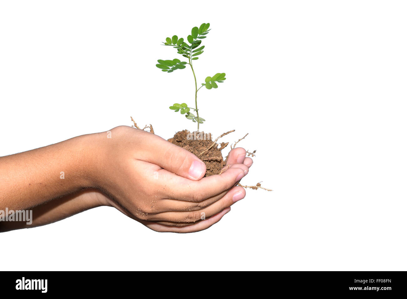 Young plant in child hands Stock Photo - Alamy