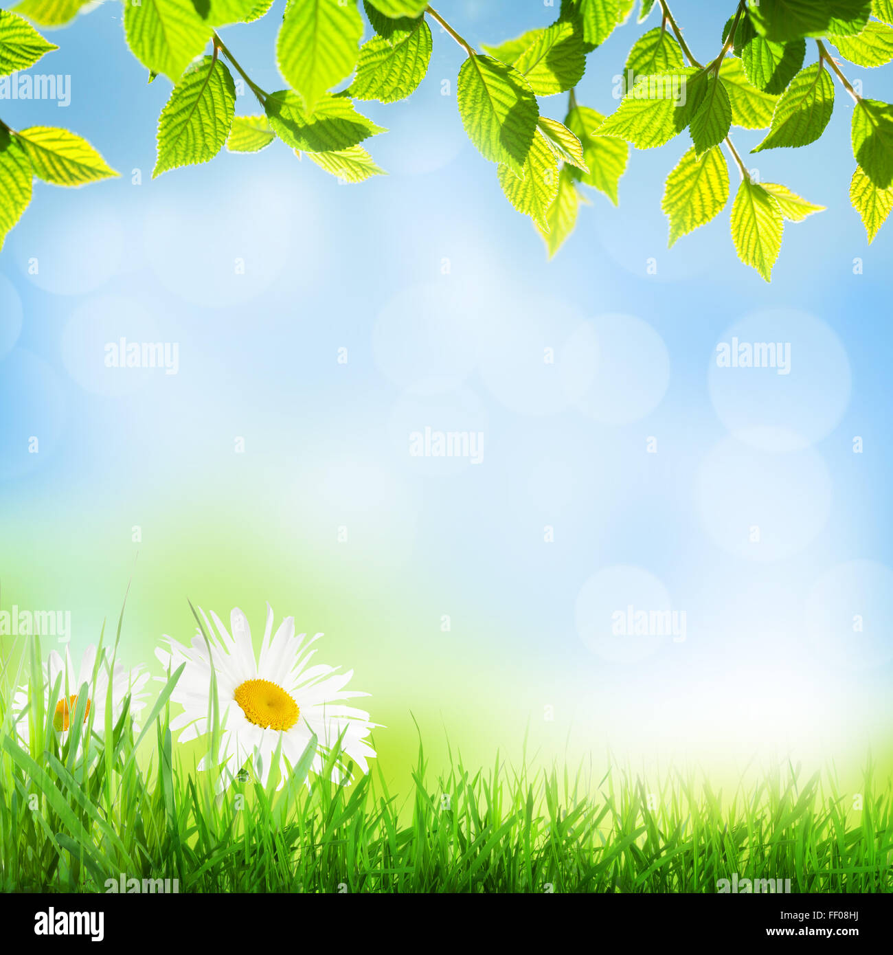 Abstract sunny spring background with grass and chamomile flowers Stock ...
