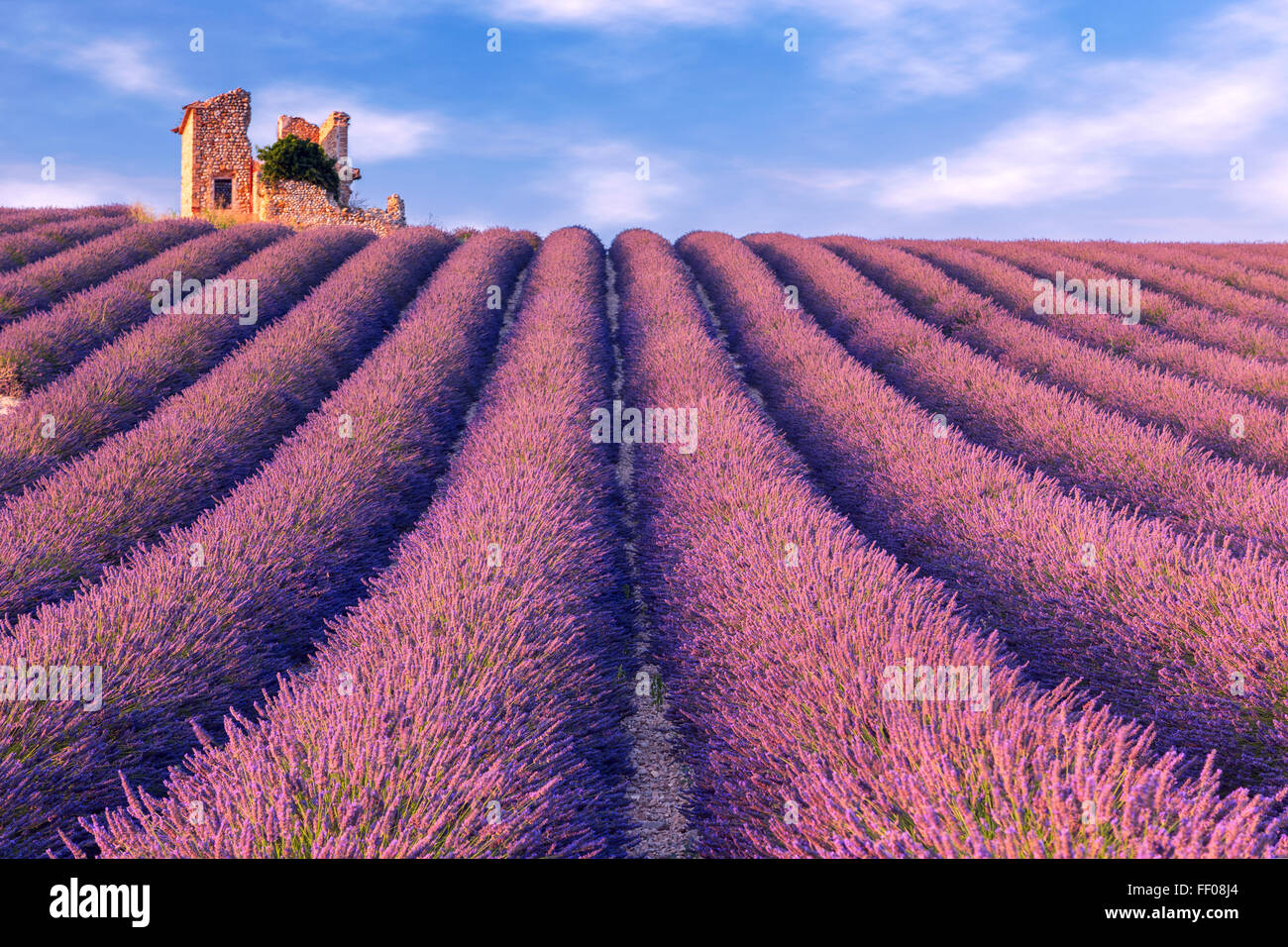 Lavender field summer landscape near Valensole.Provence.France Stock Photo - Alamy