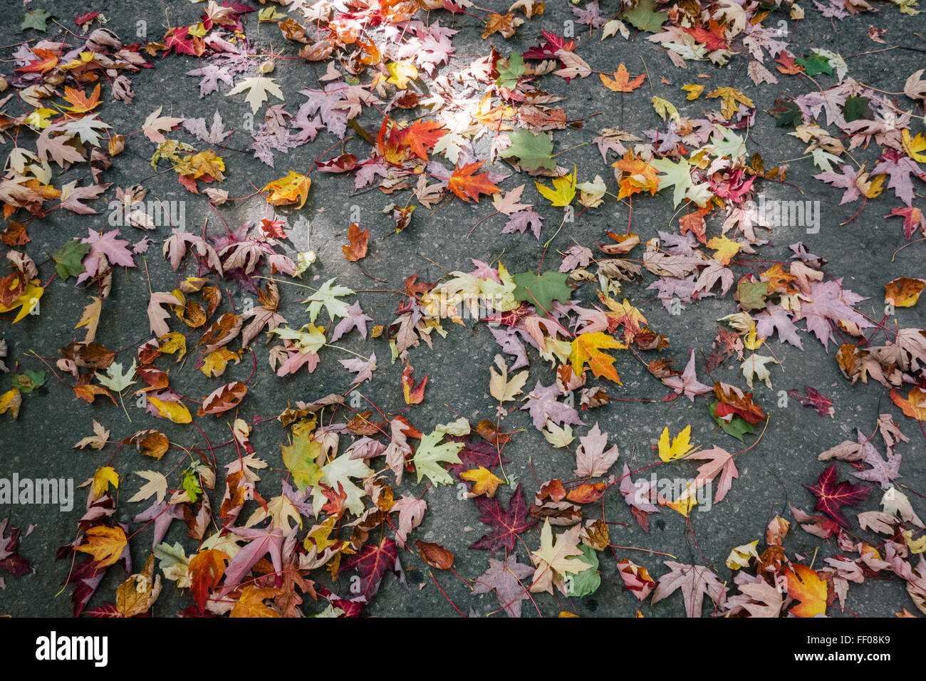 Tree on the ground hi-res stock photography and images - Alamy