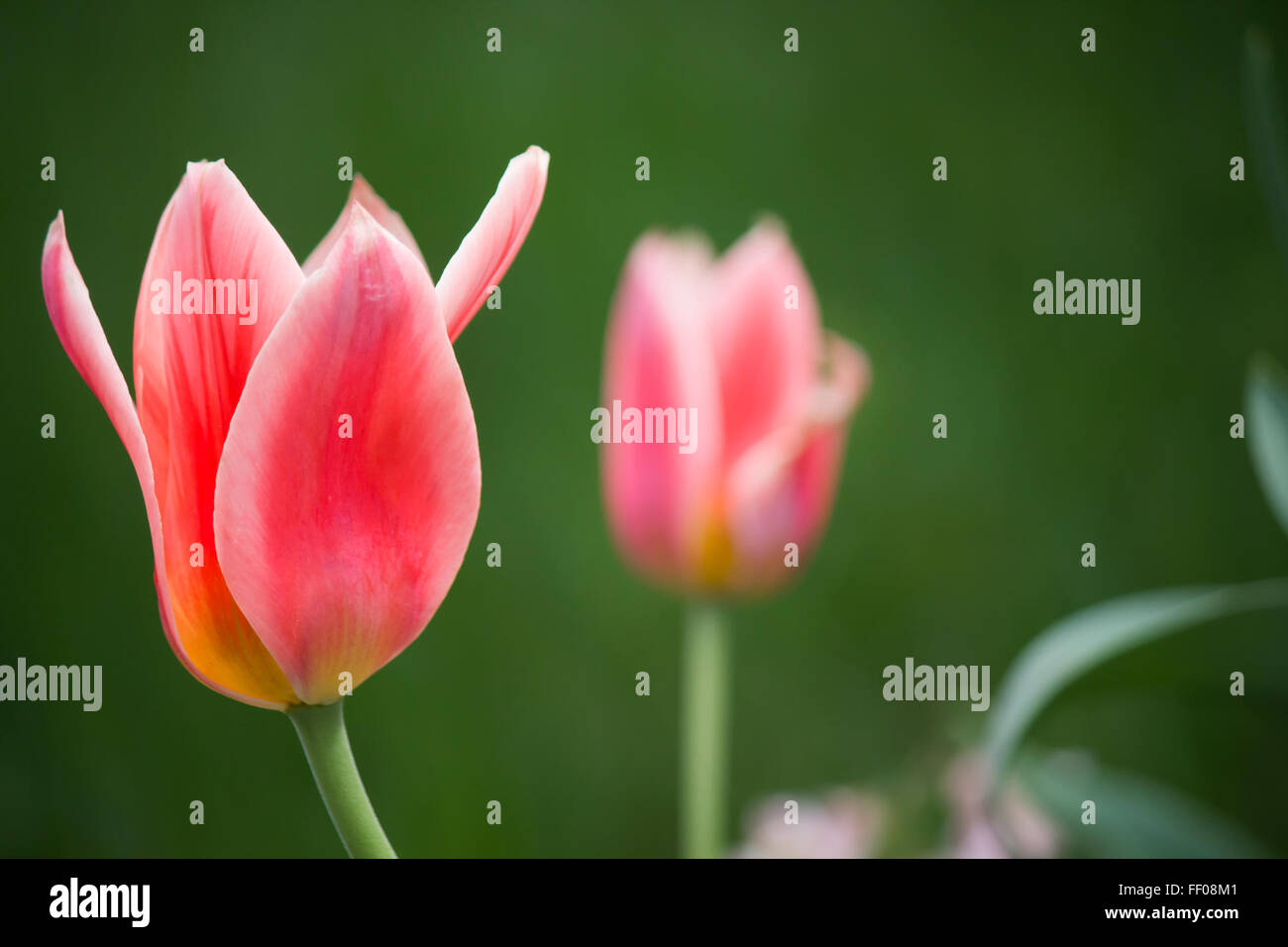 A vibrant pink tulip stands out against a green background. The ...