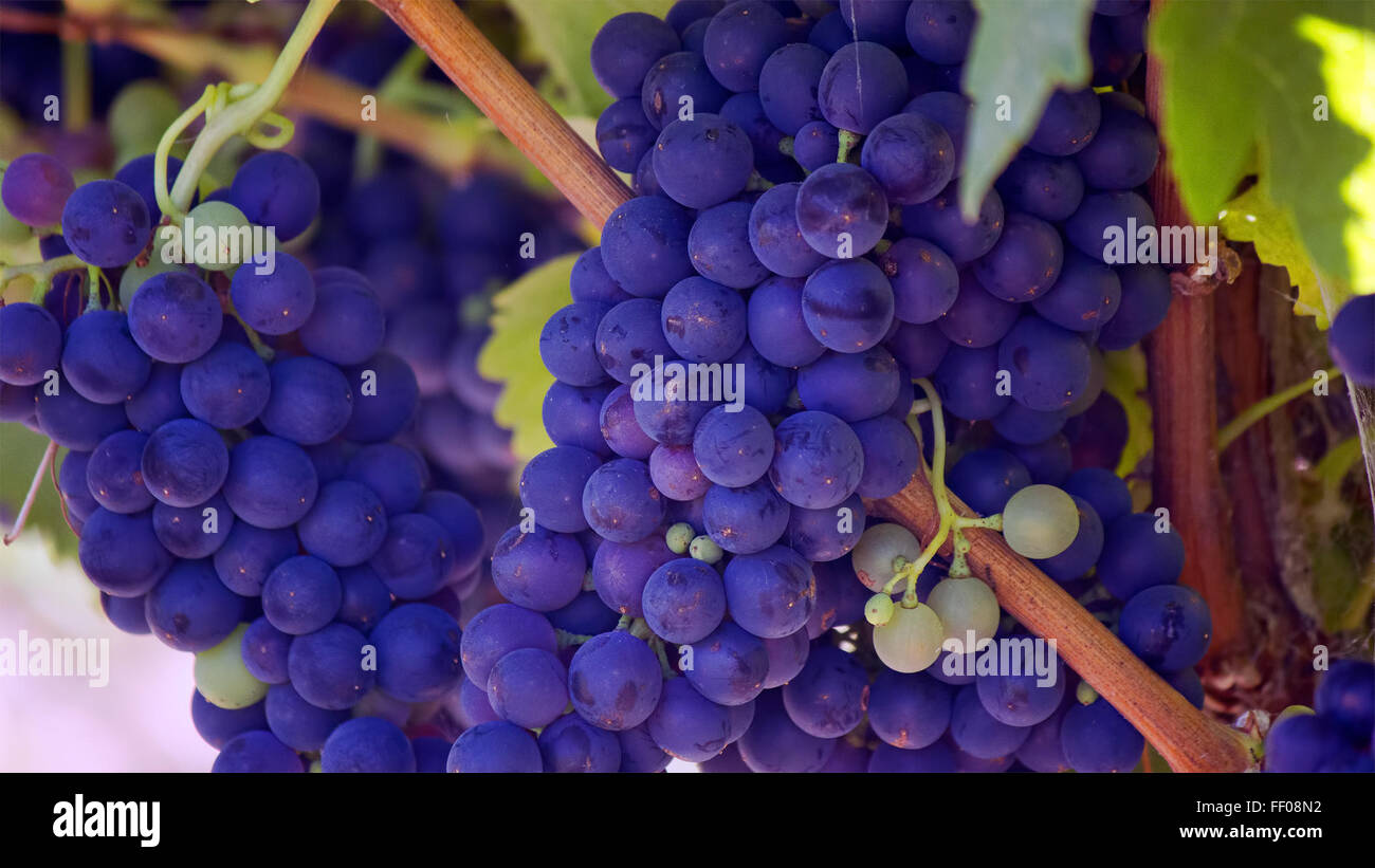 Clusters of ripe purple grapes hang from a vine, showcasing the rich ...