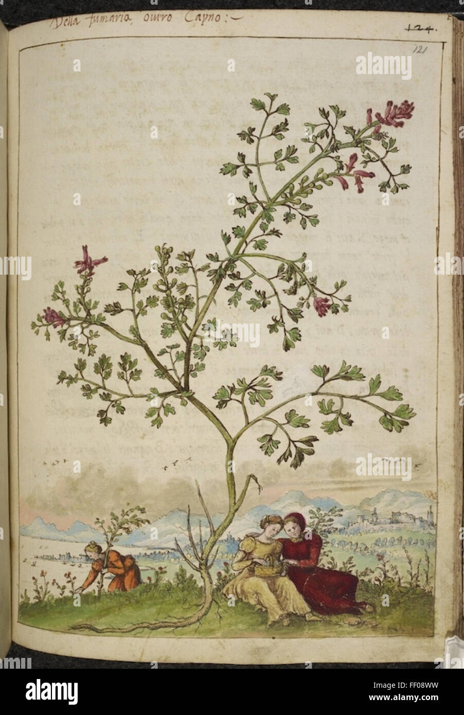 A watercolor illustration from *De Materia Medica* by Pedanius ...