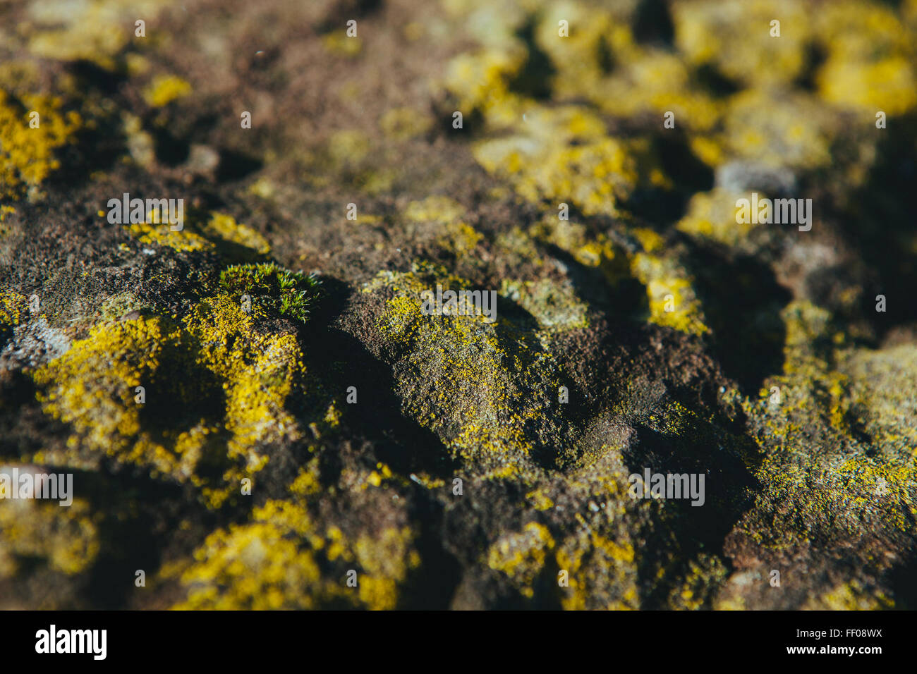 Moss Background Texture Moss Background Texture Stock Photo - Alamy