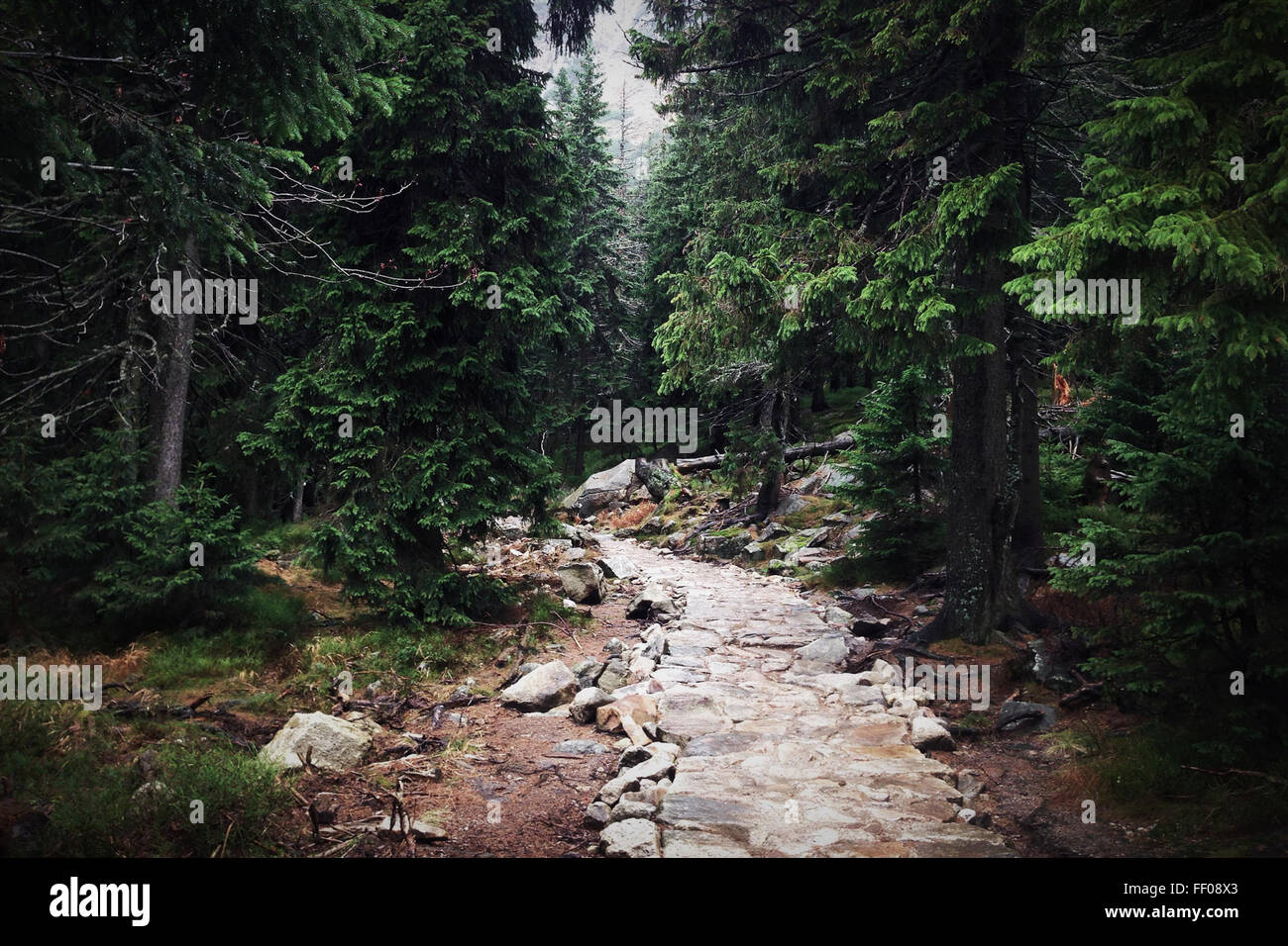 A stone path winds through a park, surrounded by evergreen trees and ...