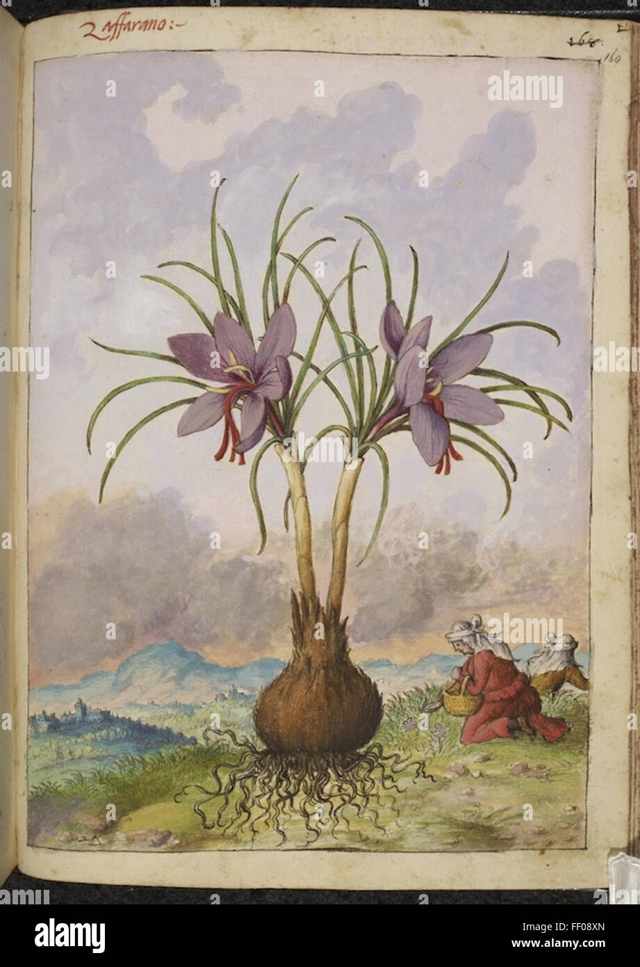 De materia medica dioscorides hi-res stock photography and images - Alamy