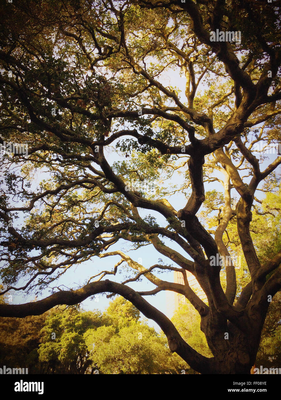 With limbs hi-res stock photography and images - Alamy