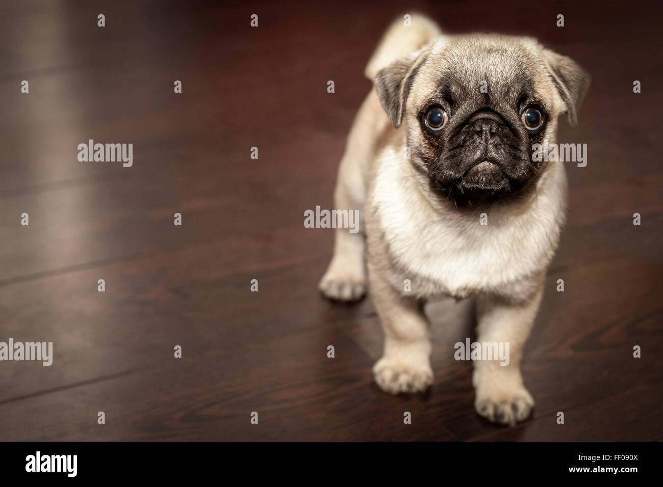 A curious pug puppy with a wrinkled face and large, expressive eyes ...