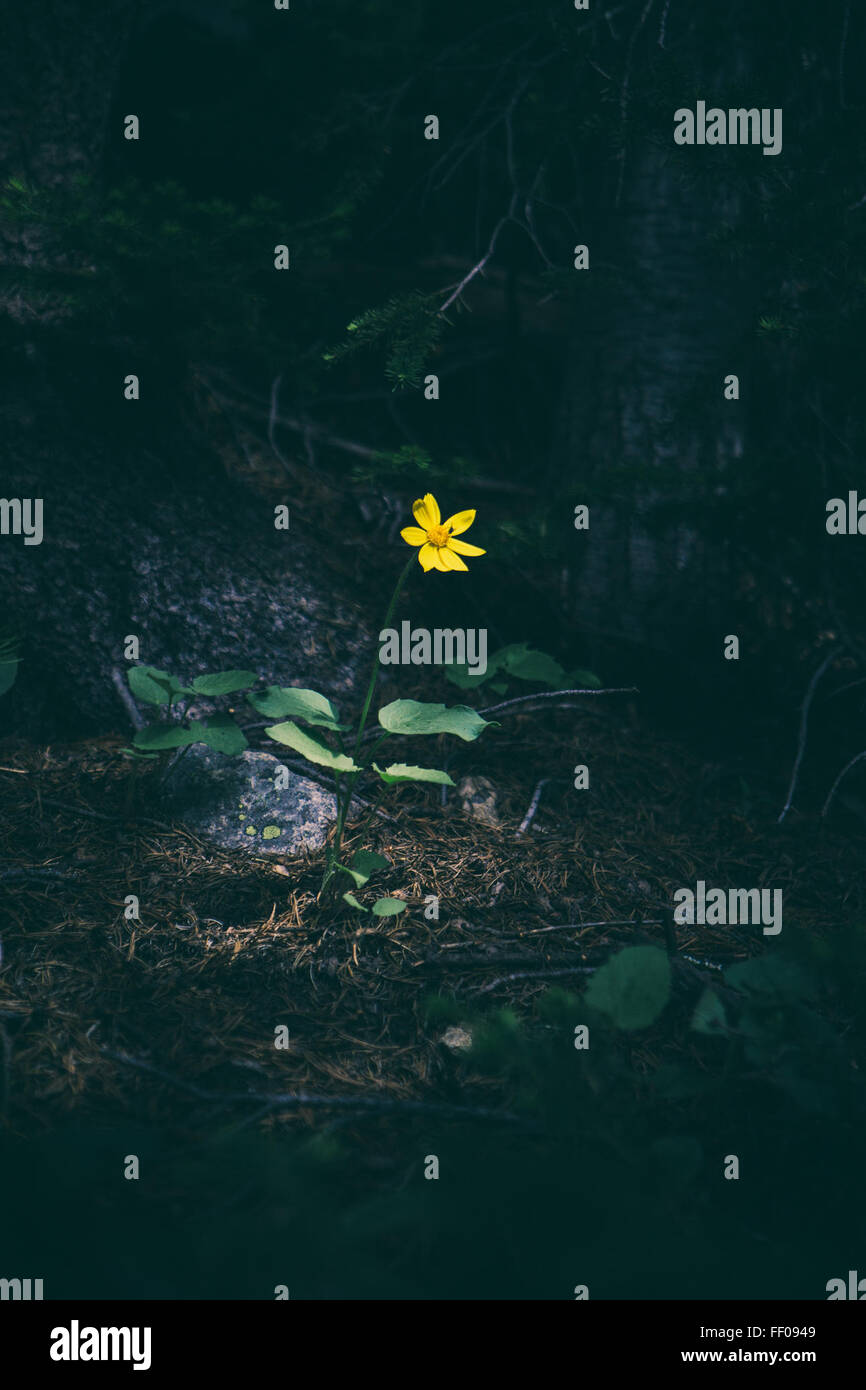 Single Yellow Daisy Single Yellow Daisy Stock Photo - Alamy