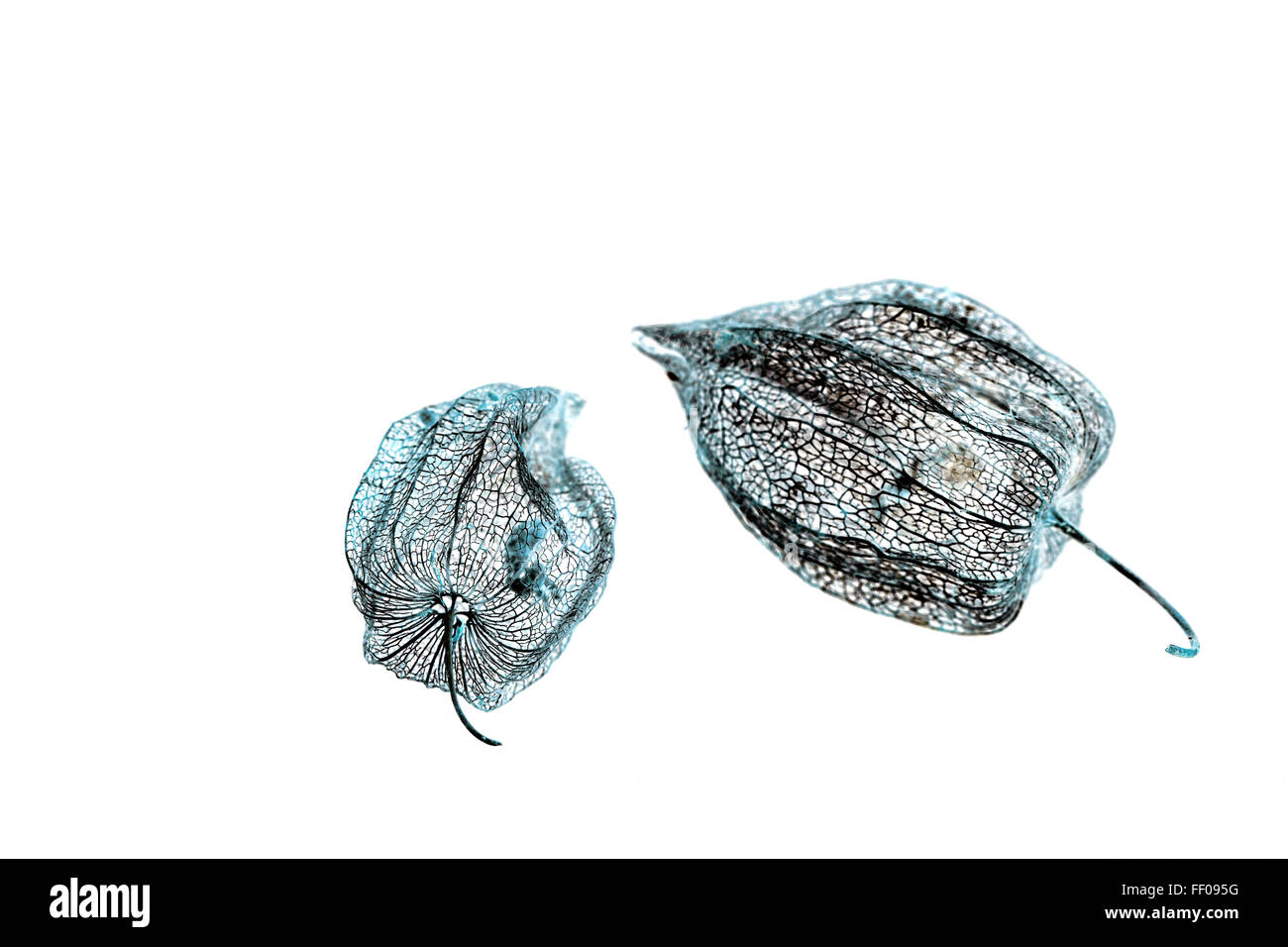 Seed cage Cut Out Stock Images & Pictures - Alamy