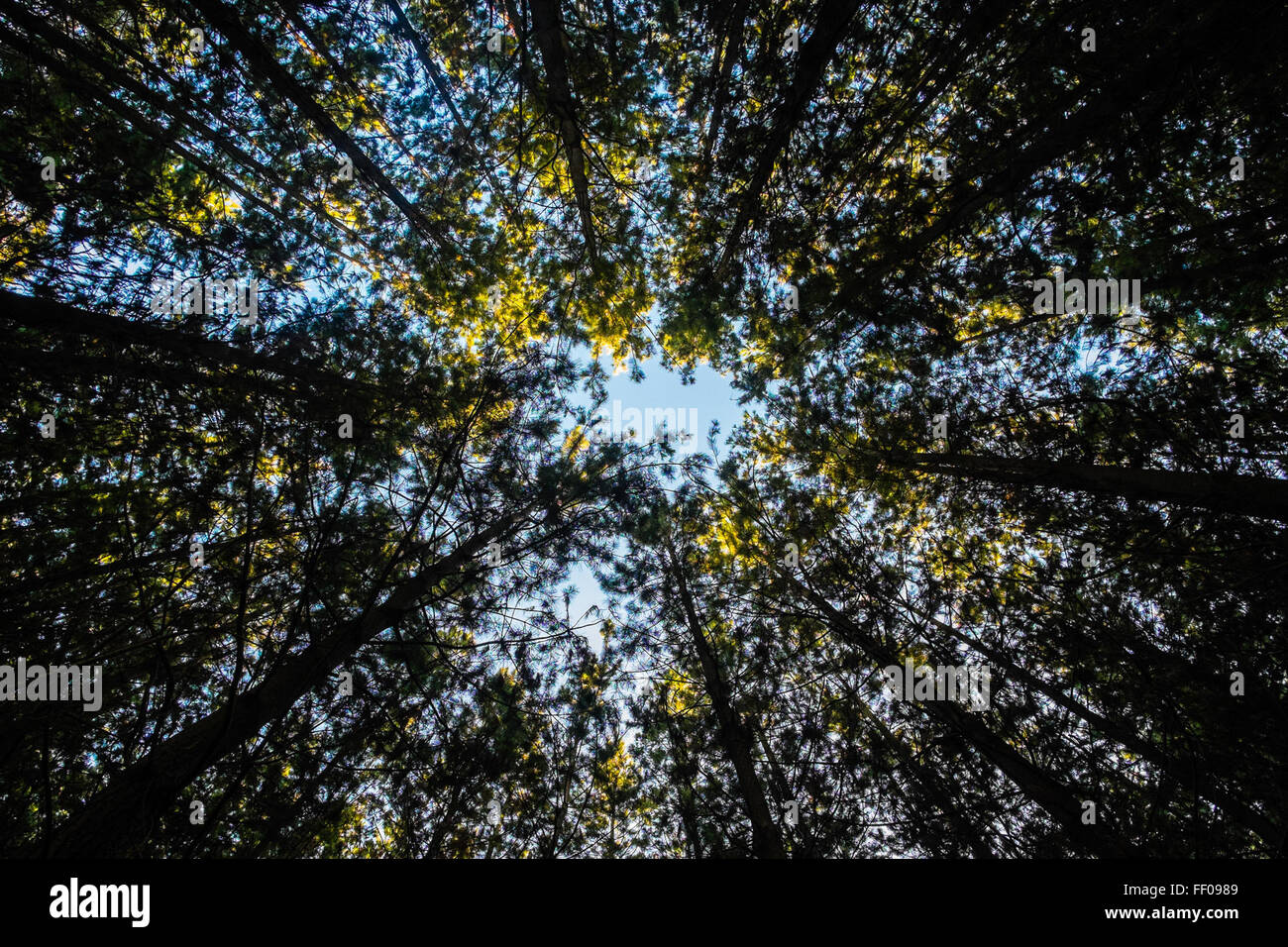 A view of a tree canopy, showing a dense network of branches and leaves ...