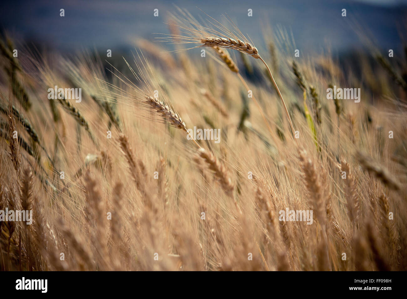 A close-up texture of wheat stalks, showcasing the golden grains ready ...