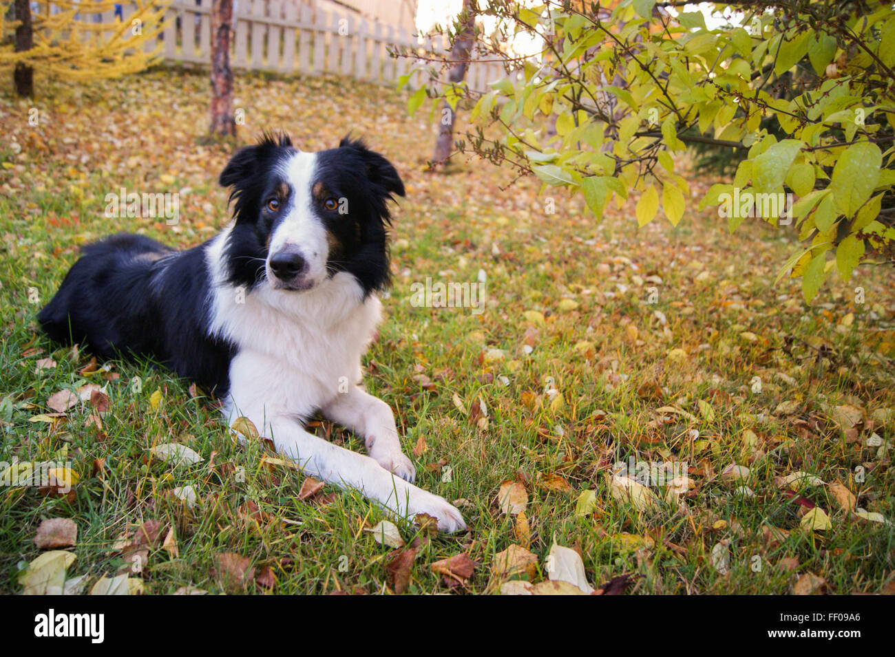 A Border Collie dog known for its intelligence and agility. This breed ...