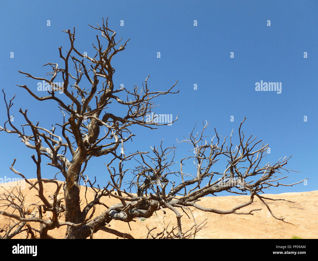 A dry, leafless tree stands in the midst of a barren desert landscape ...
